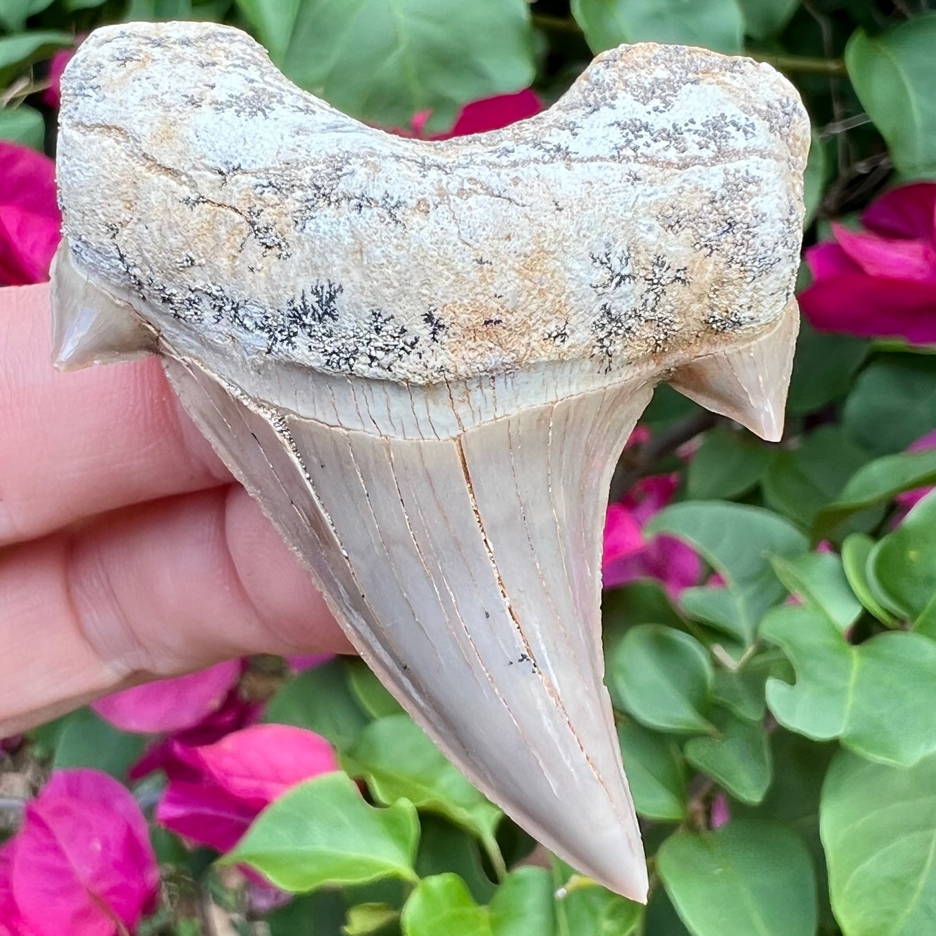 All Natural Fossil Otodus Shark Tooth Primitive Past
