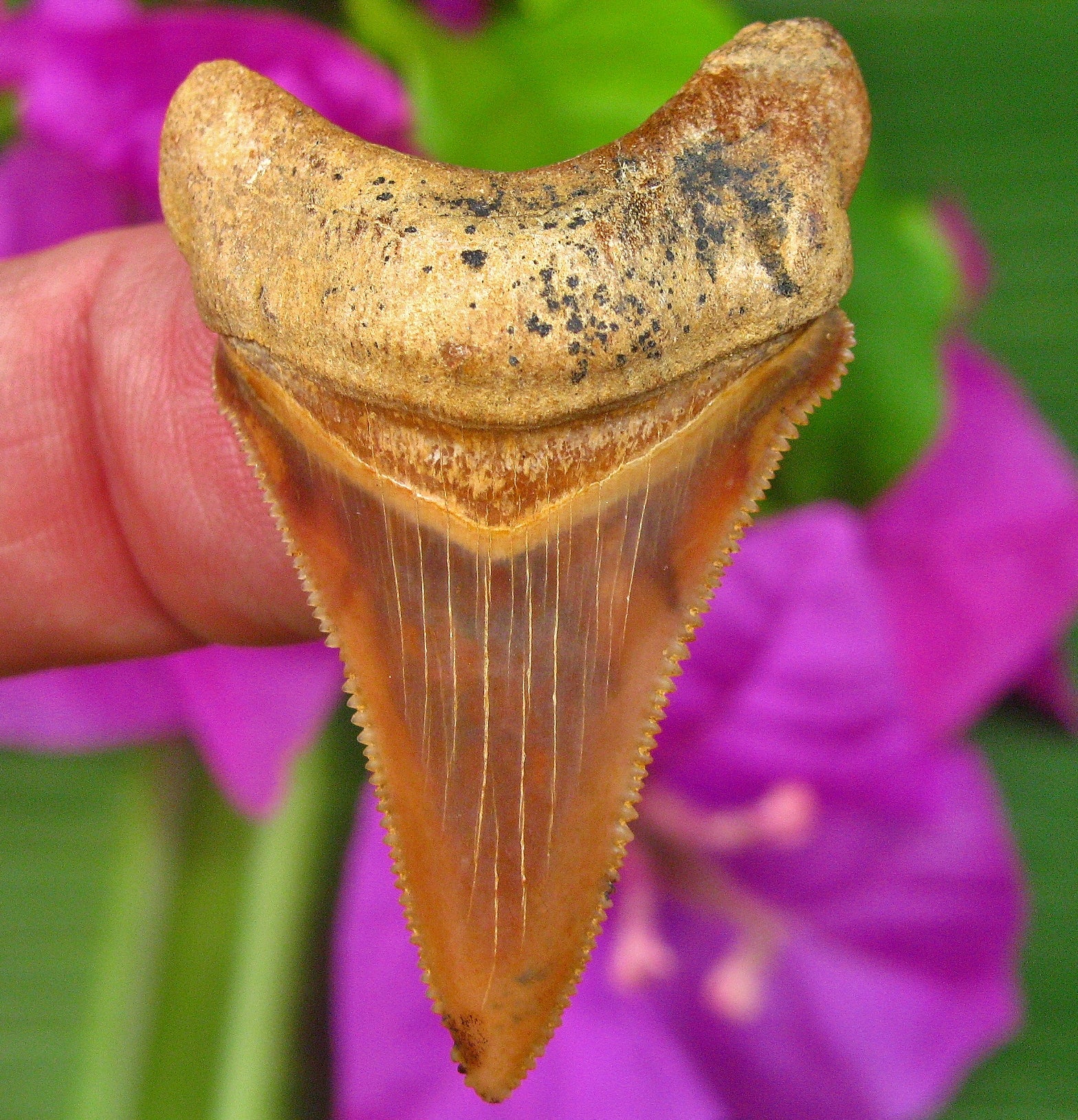 Fossil Chubutensis Shark Tooth Primitive Past fossil-chubutensis-shark-tooth-primitive-past
