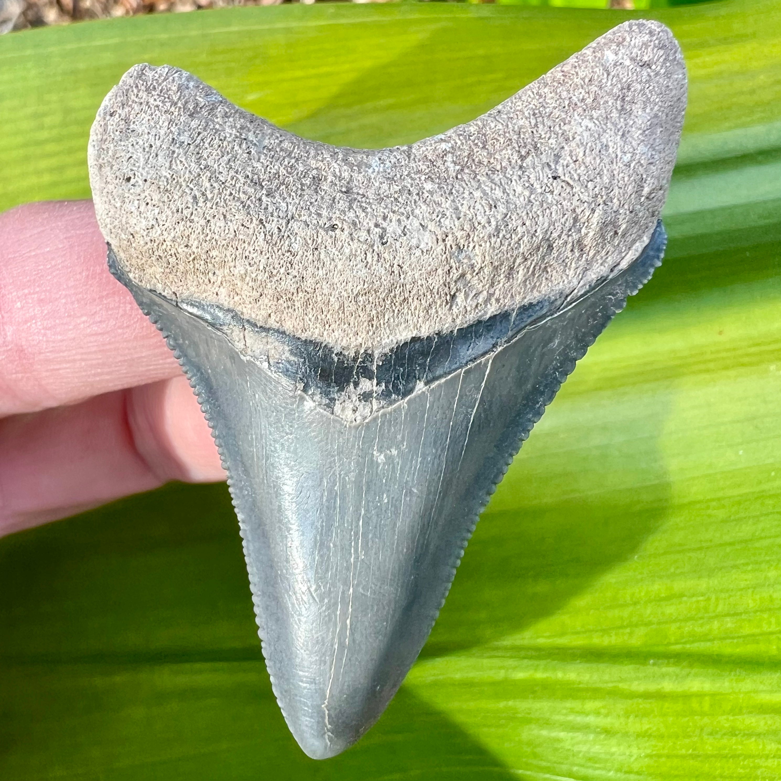 Florida Fossil Megalodon Shark tooth – Primitive Past