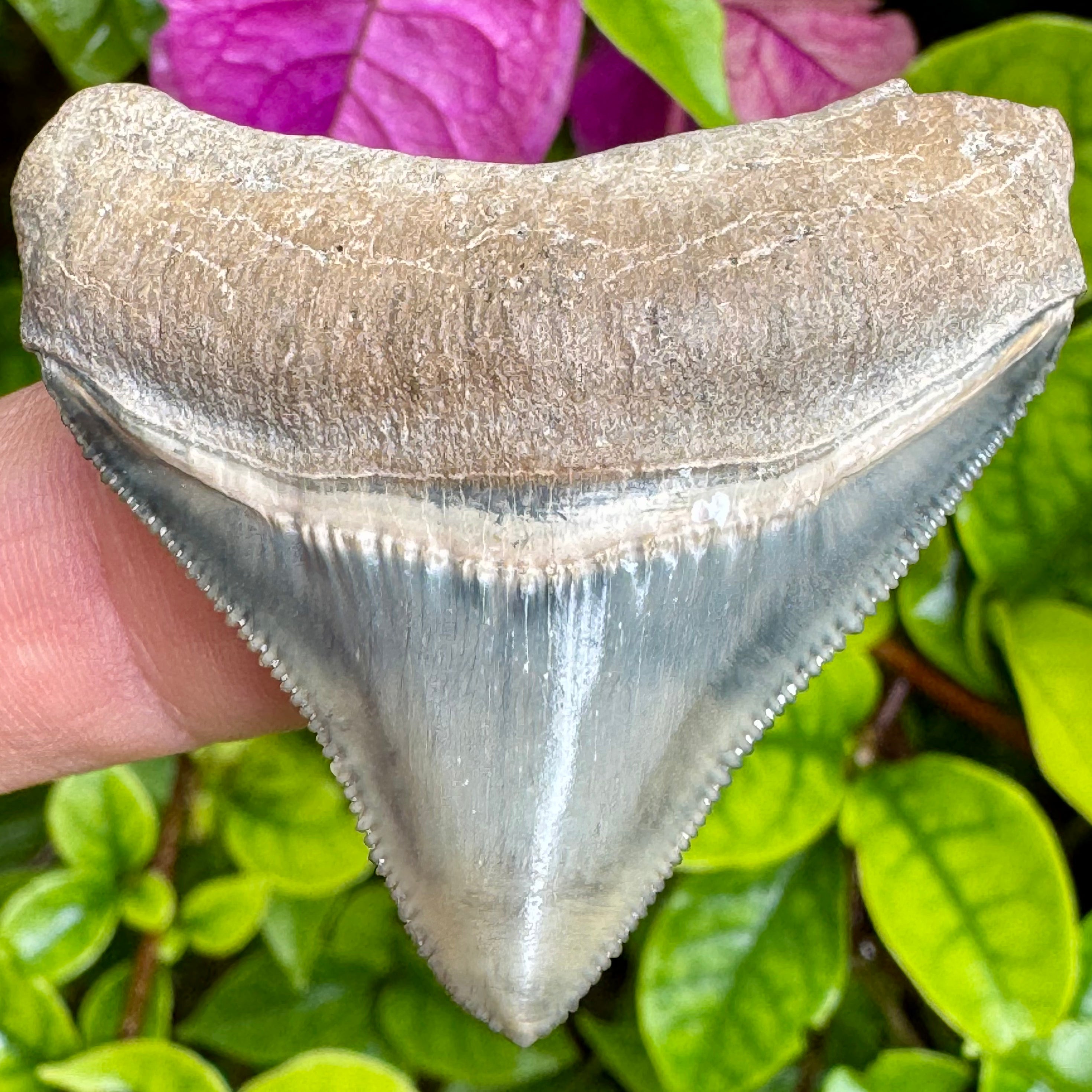 Venice Florida Megalodon SHARK tooth – Primitive Past