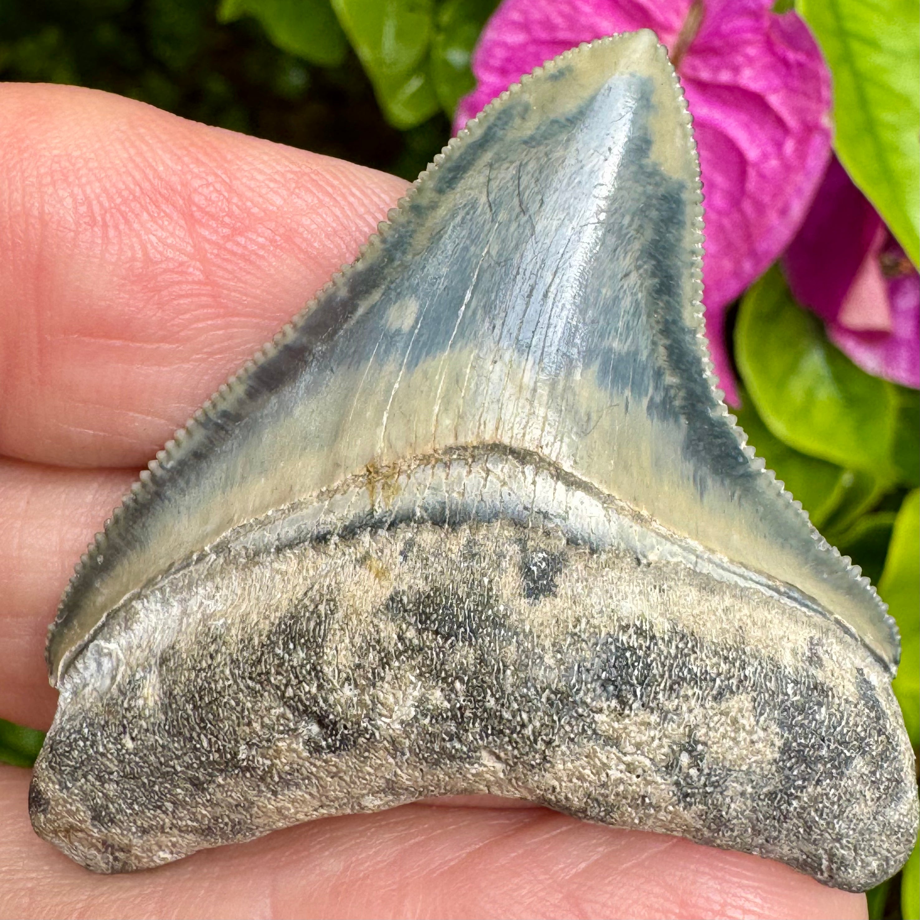 Venice Florida Megalodon SHARK tooth – Primitive Past