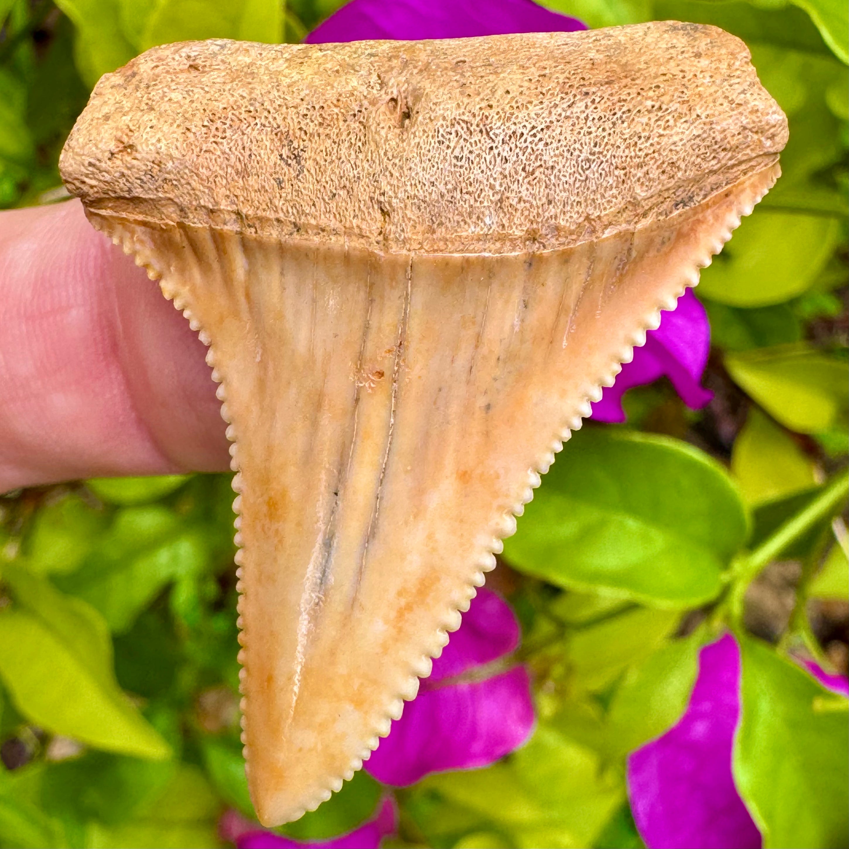 Authentic Fossil Great White Shark Tooth – Primitive Past