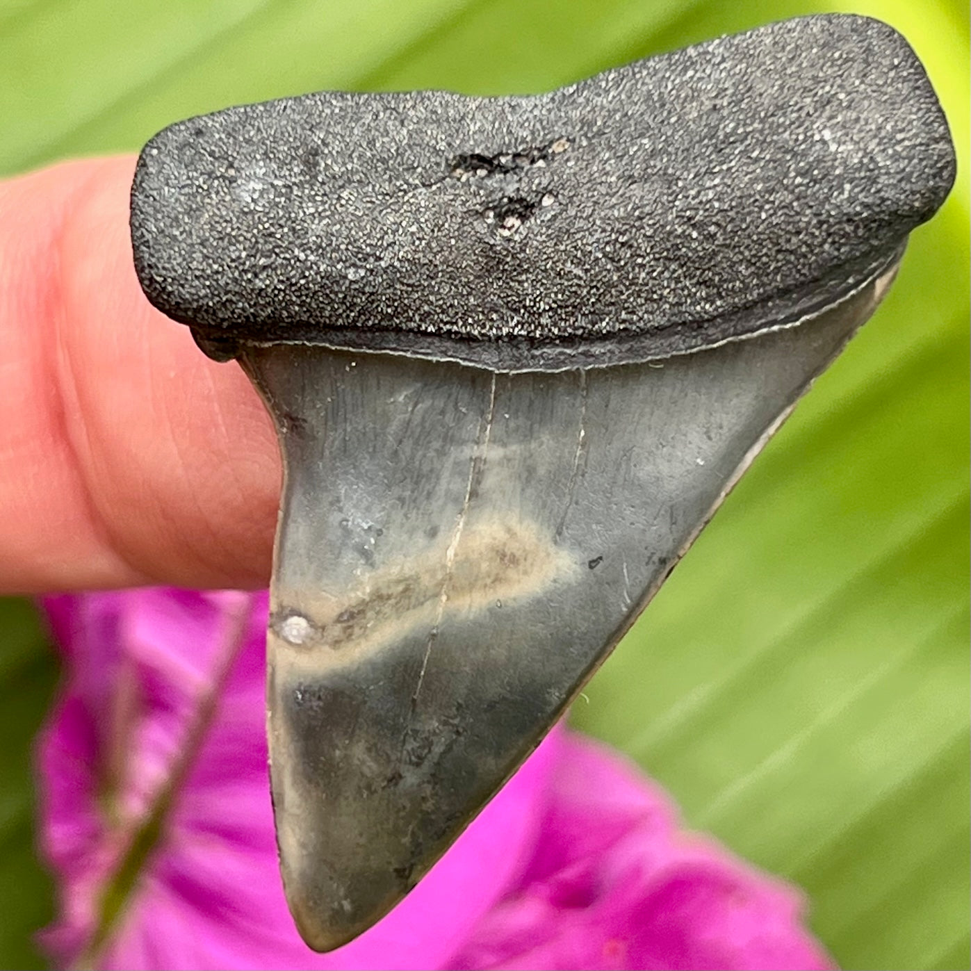 Florida Fossil Hastalis Shark tooth – Primitive Past
