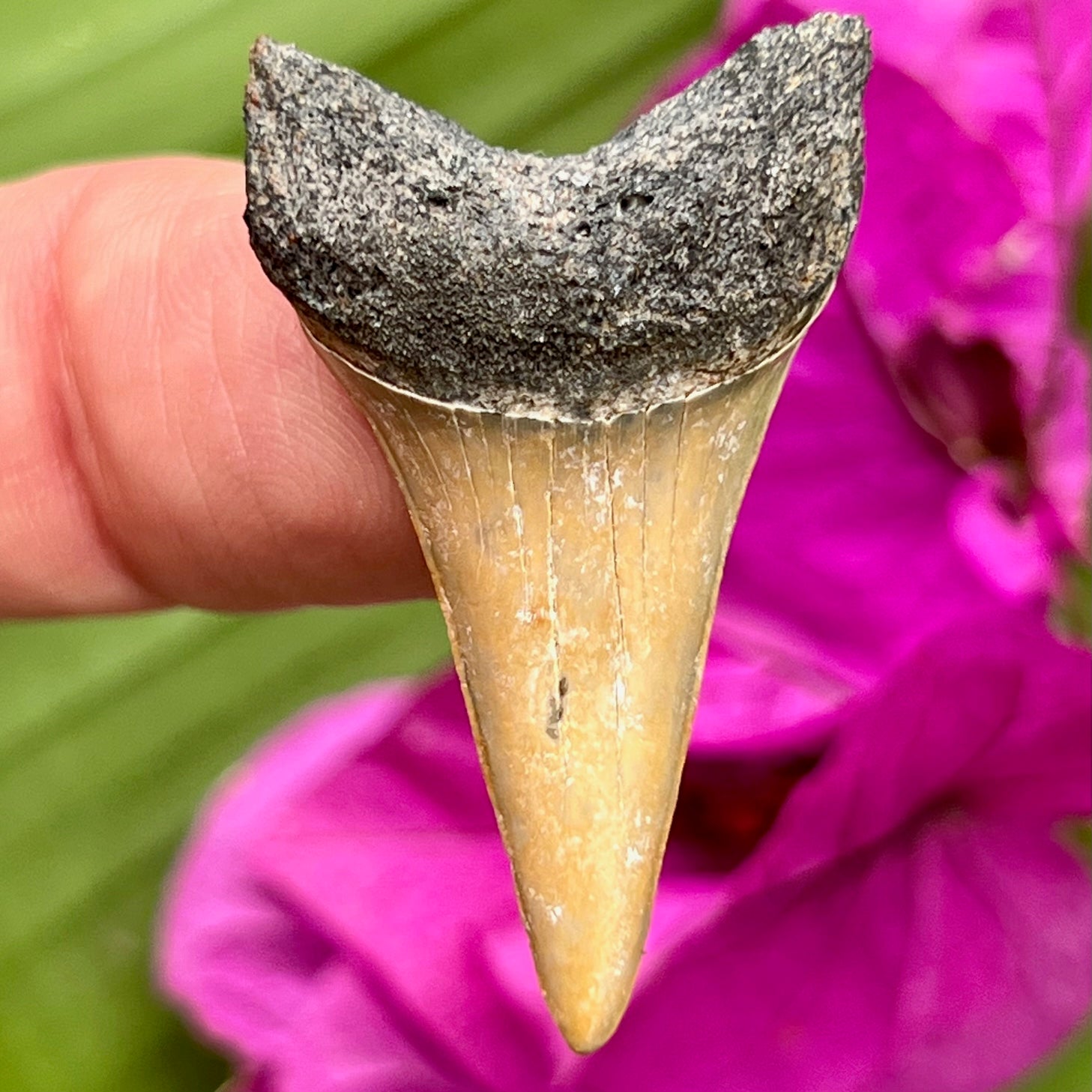 Florida Fossil Hastalis Shark tooth – Primitive Past