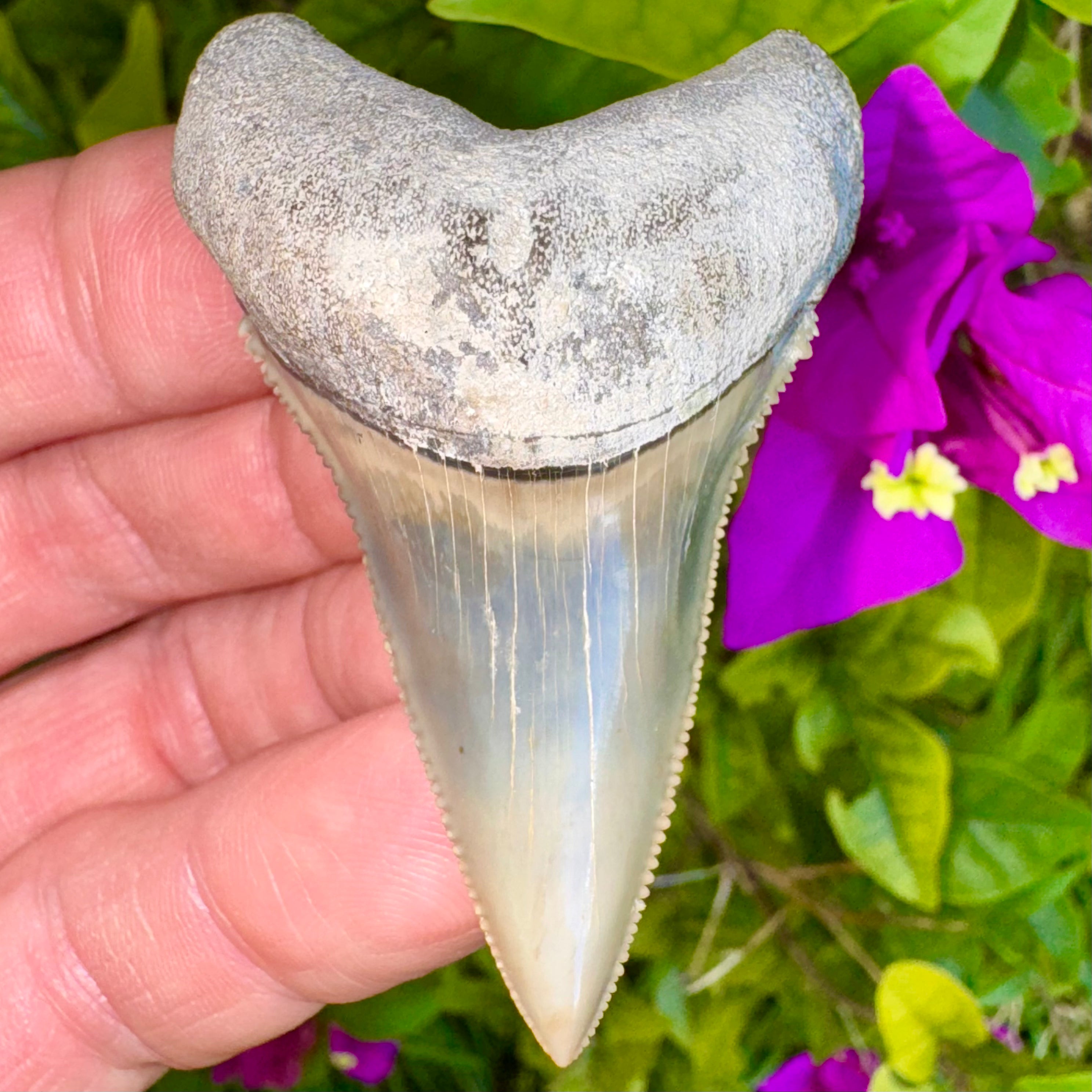 Florida Fossil GREAT WHITE Shark Tooth – Primitive Past
