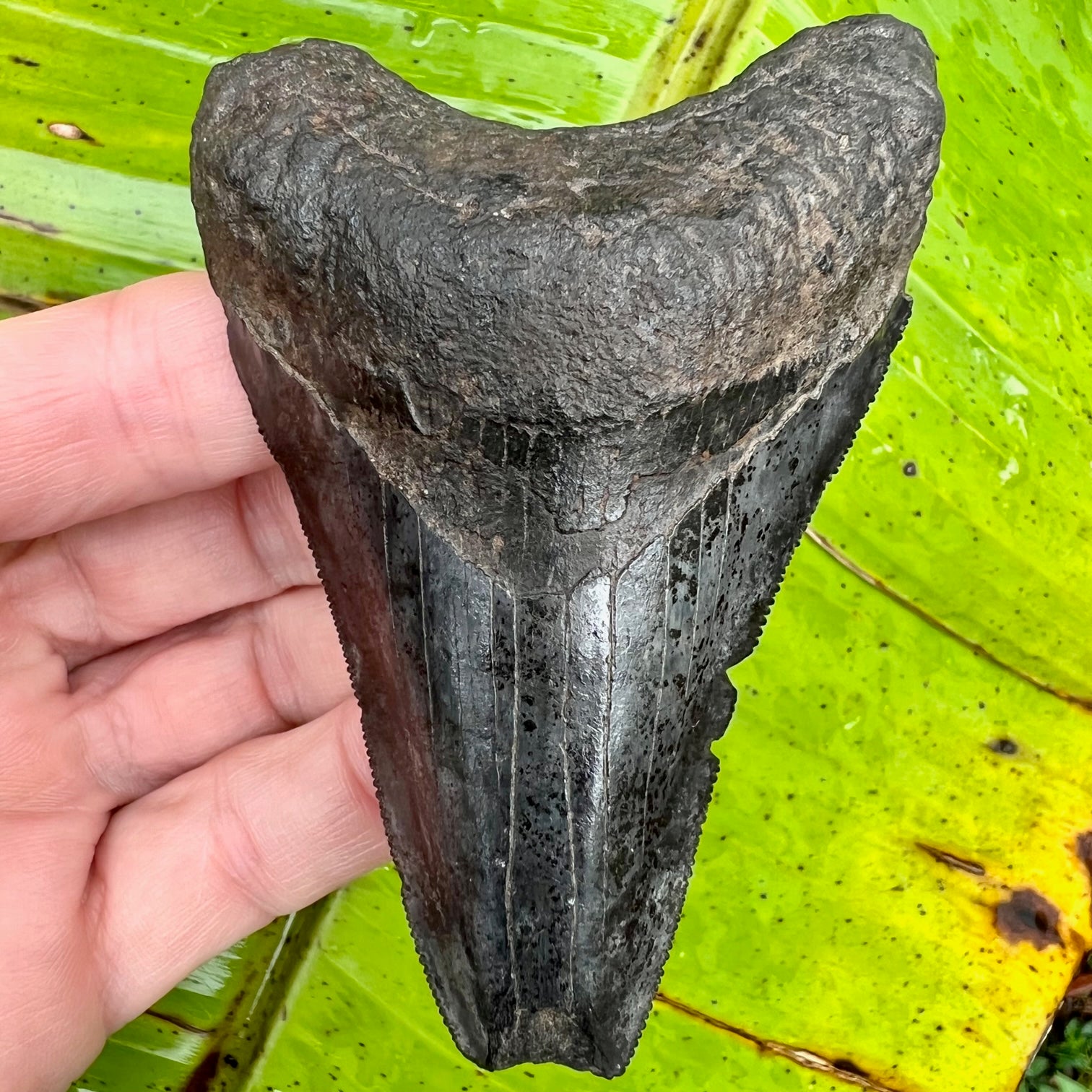 Authentic Florida Fossil Megalodon Shark Tooth – Primitive Past
