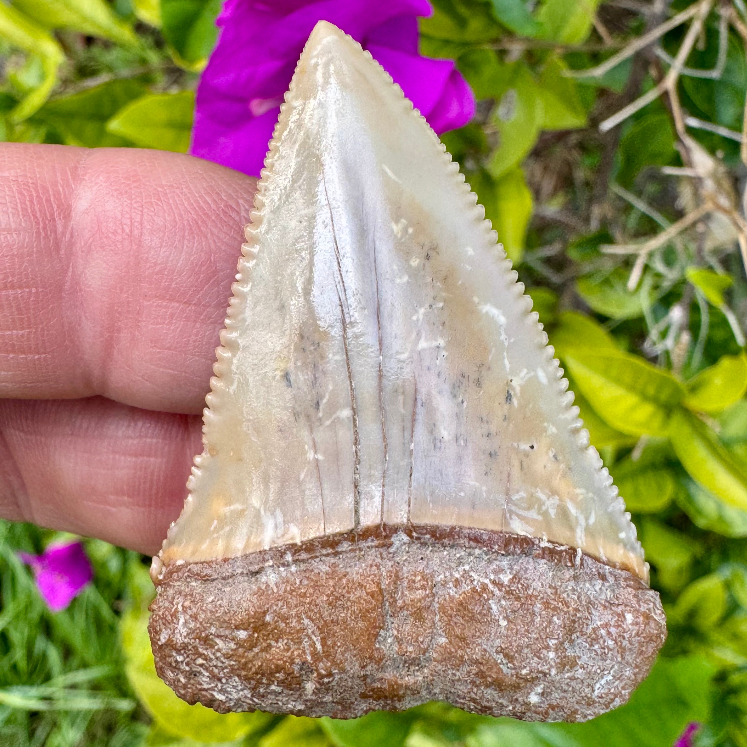 Authentic Fossil Great White Shark Tooth – Primitive Past