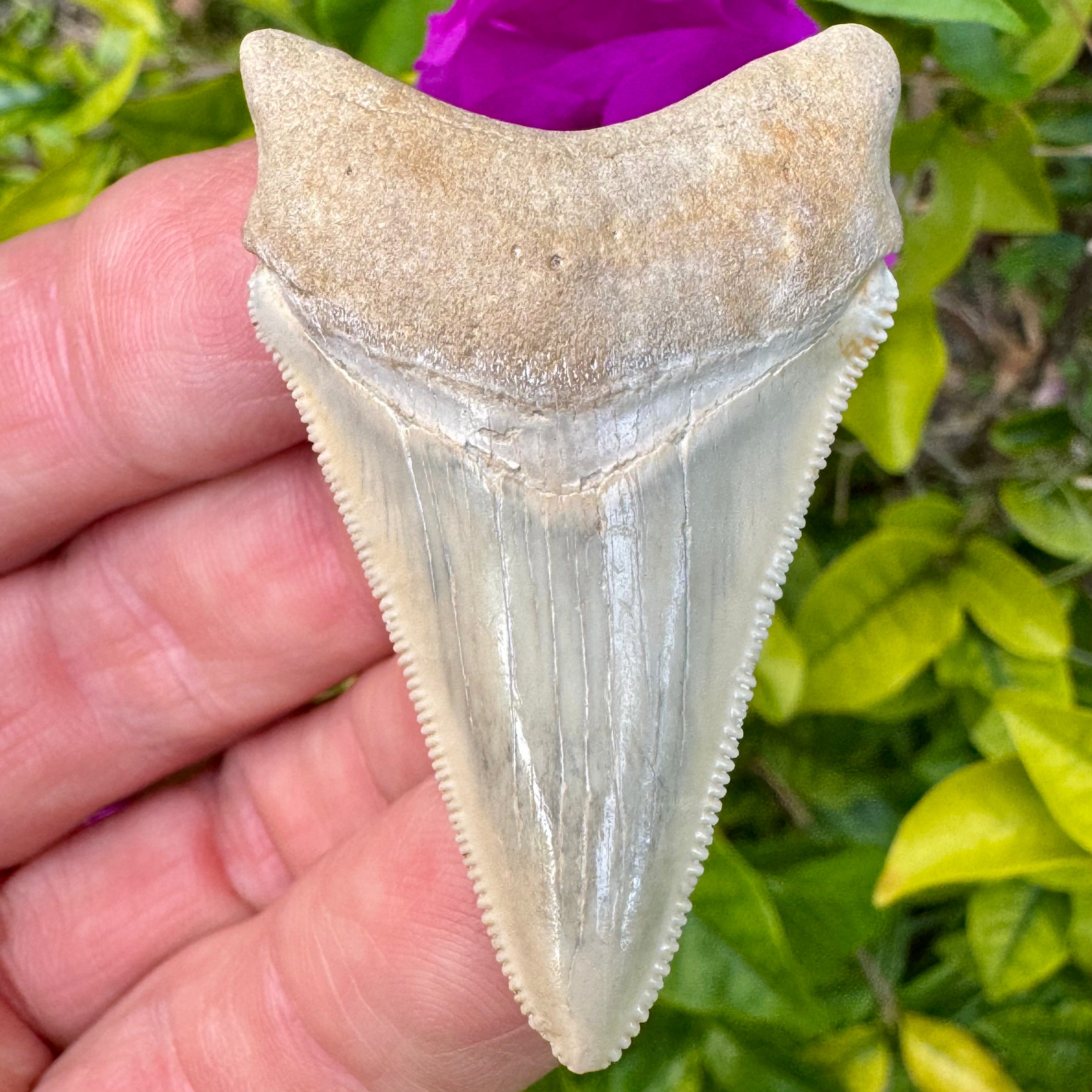 Chubutensis SHARK tooth from Bone Valley Florida – Primitive Past