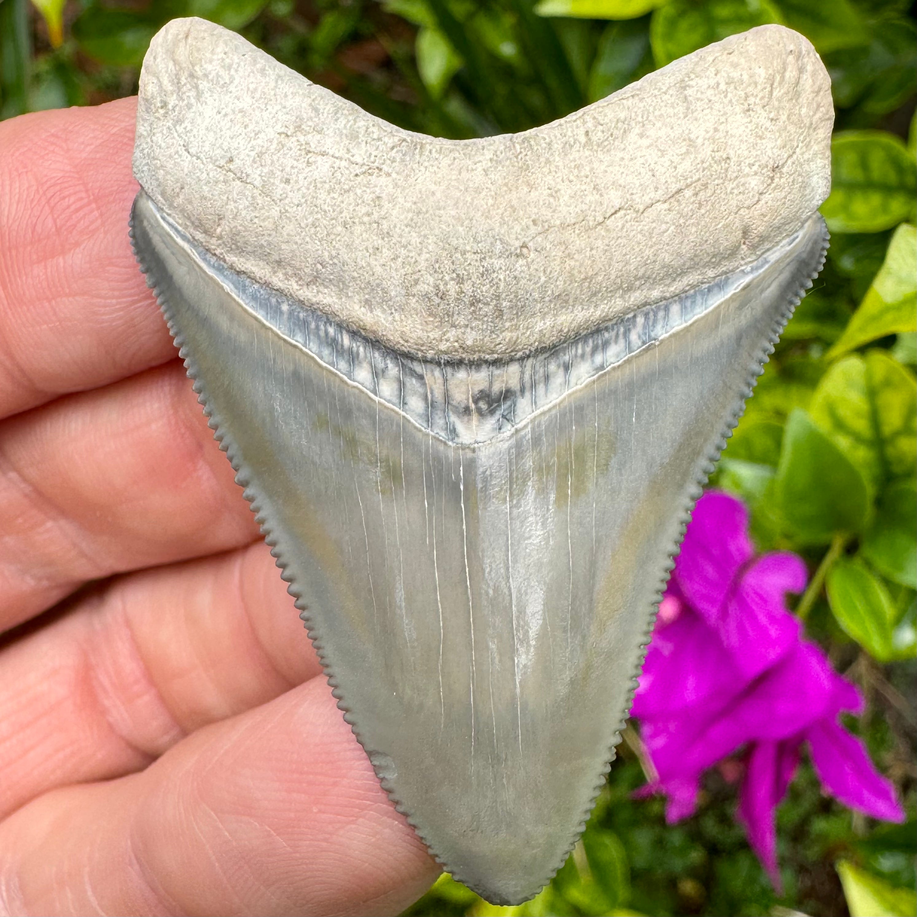 BONE VALLEY Megalodon Shark tooth – Primitive Past