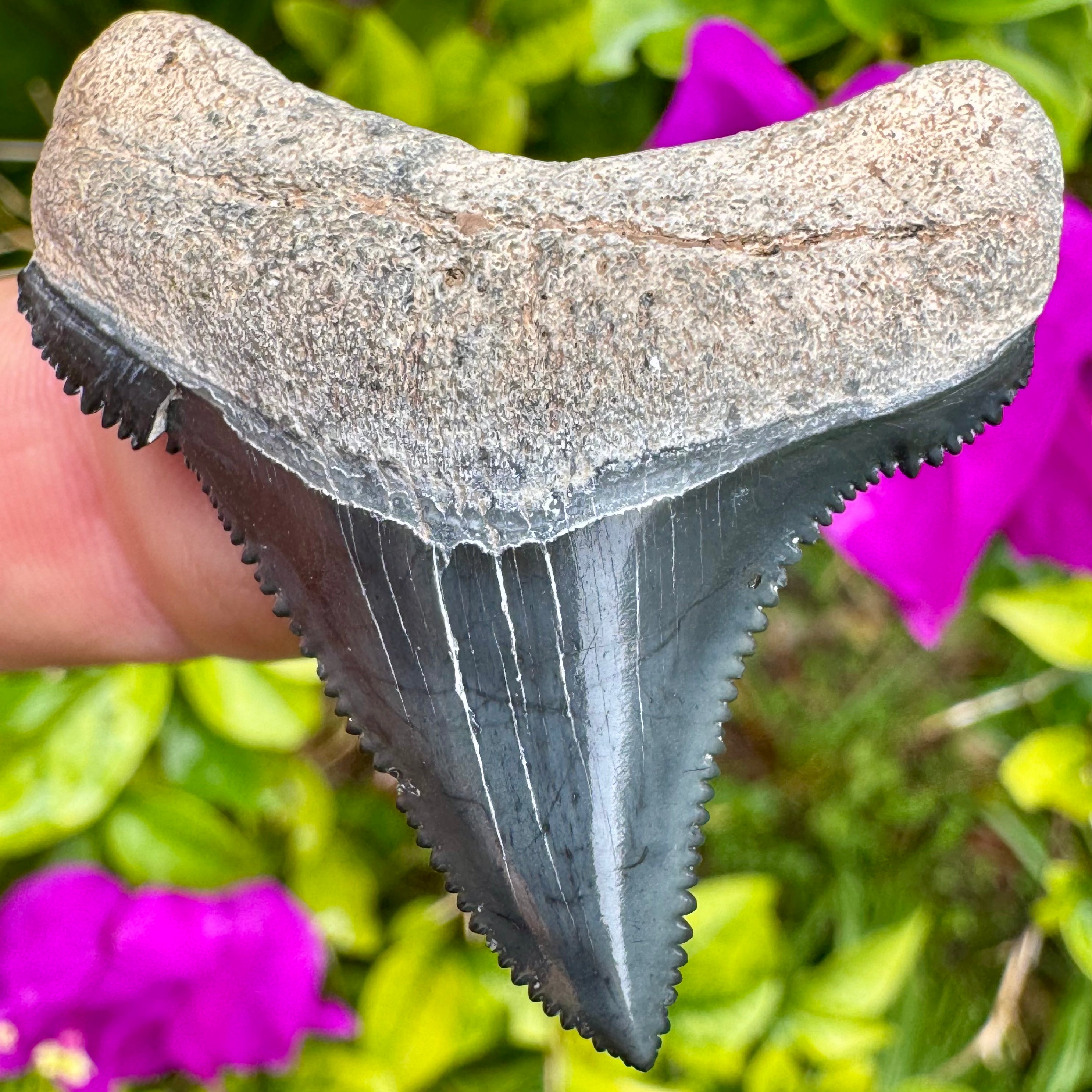 BONE VALLEY Chubutensis Shark tooth – Primitive Past
