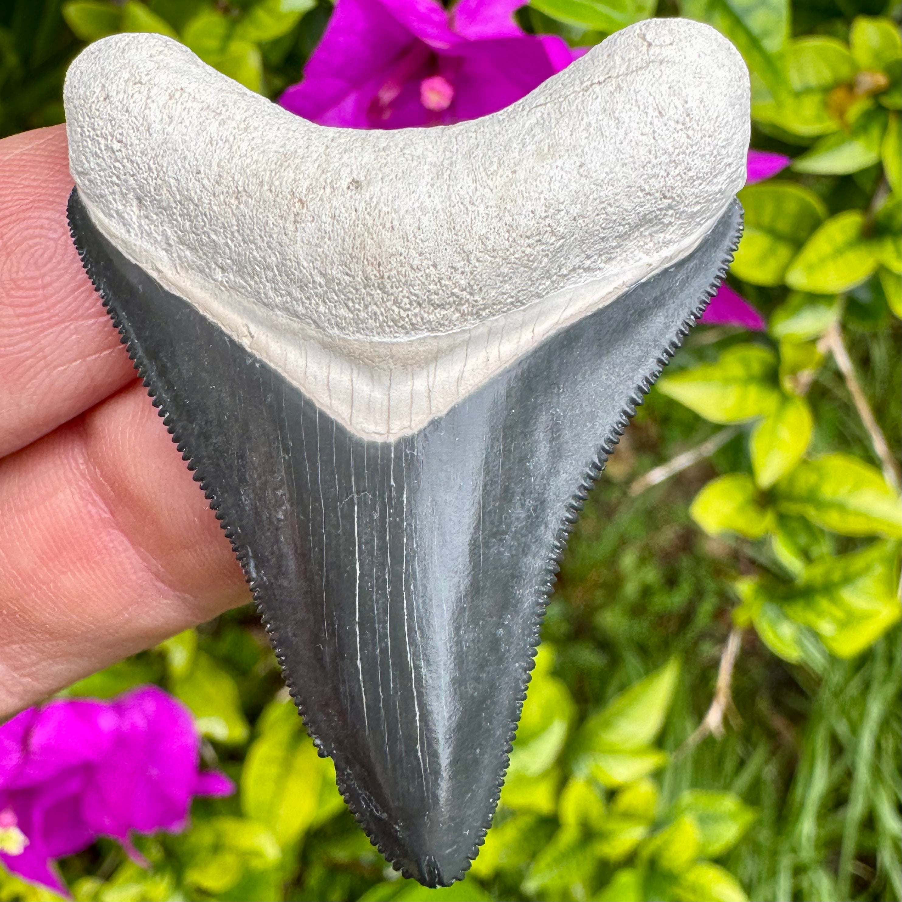 BONE VALLEY Megalodon Shark tooth – Primitive Past