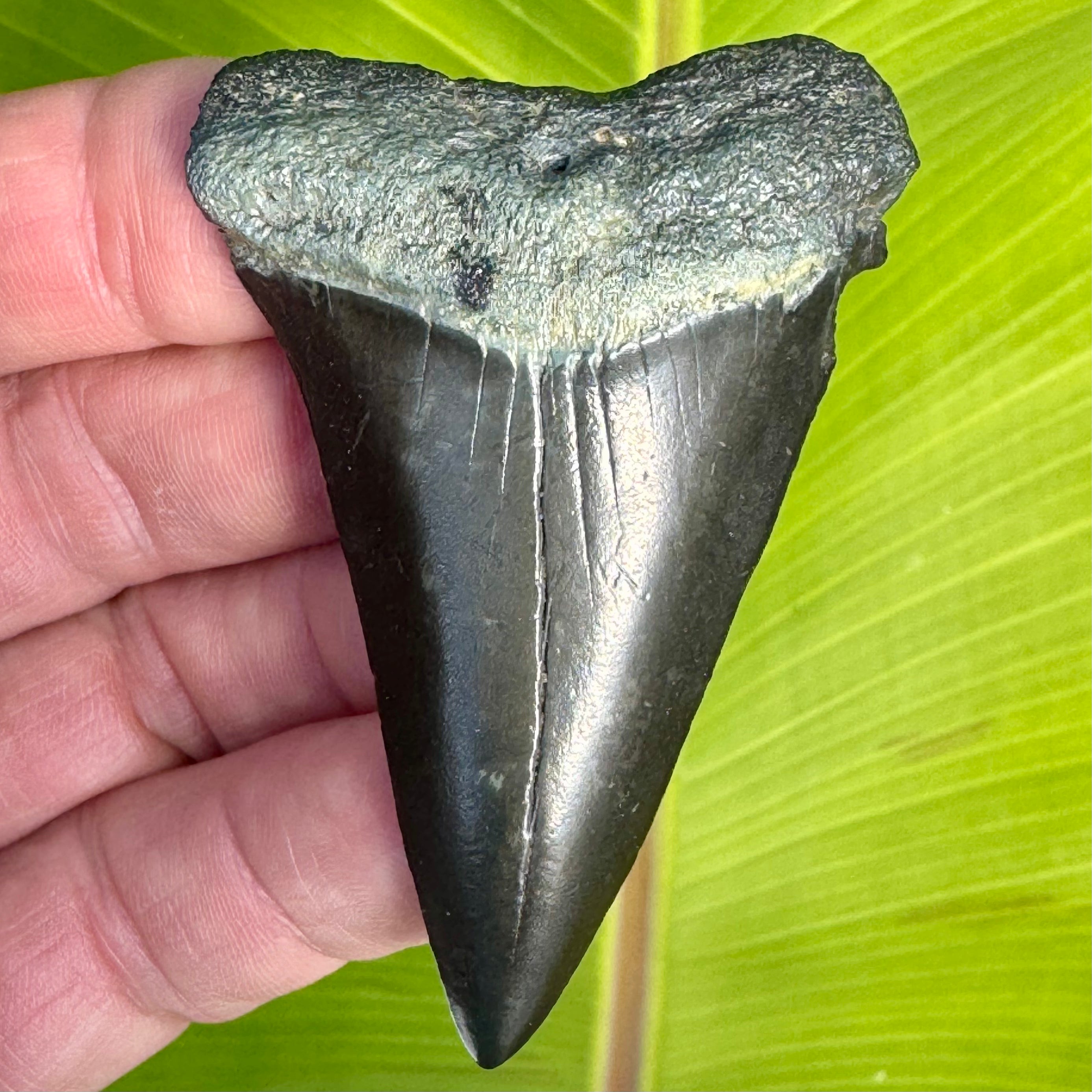 Peace River fossil Hastalis SHARK tooth – Primitive Past