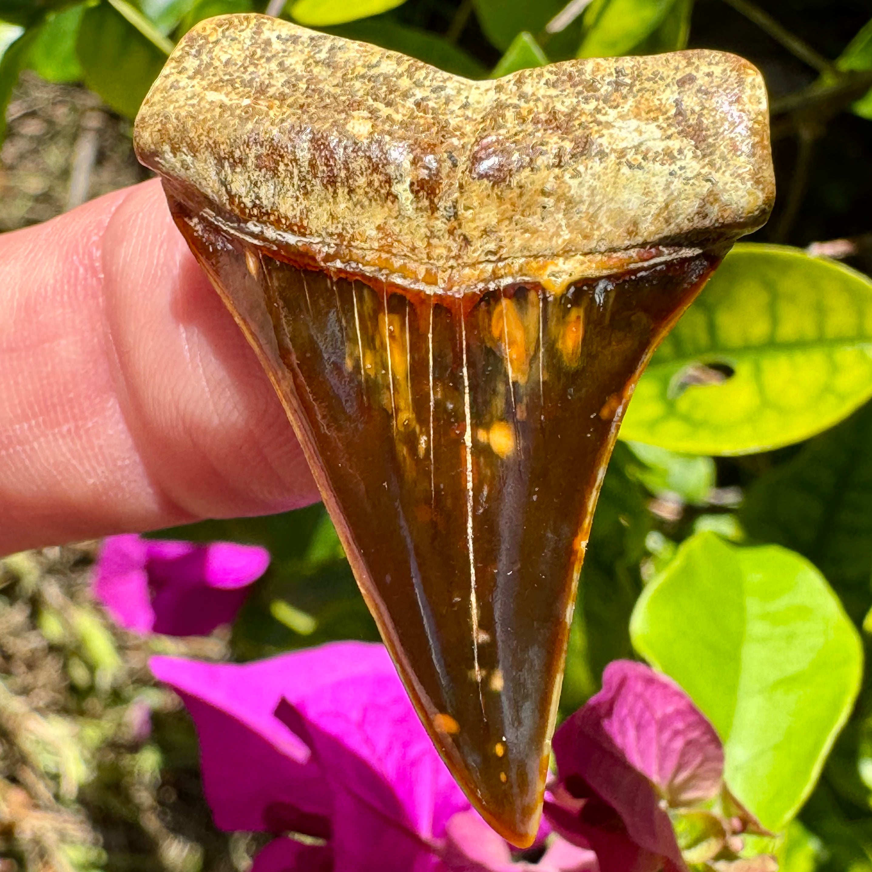 Hastalis Fossil SHARK tooth – Primitive Past