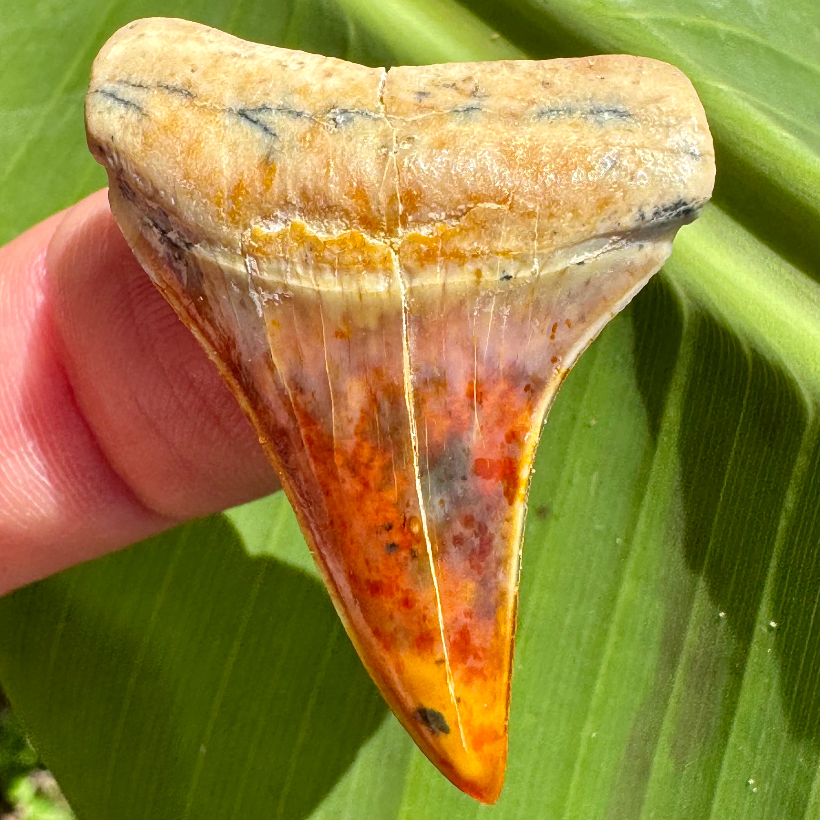 Hastalis Fossil SHARK tooth – Primitive Past