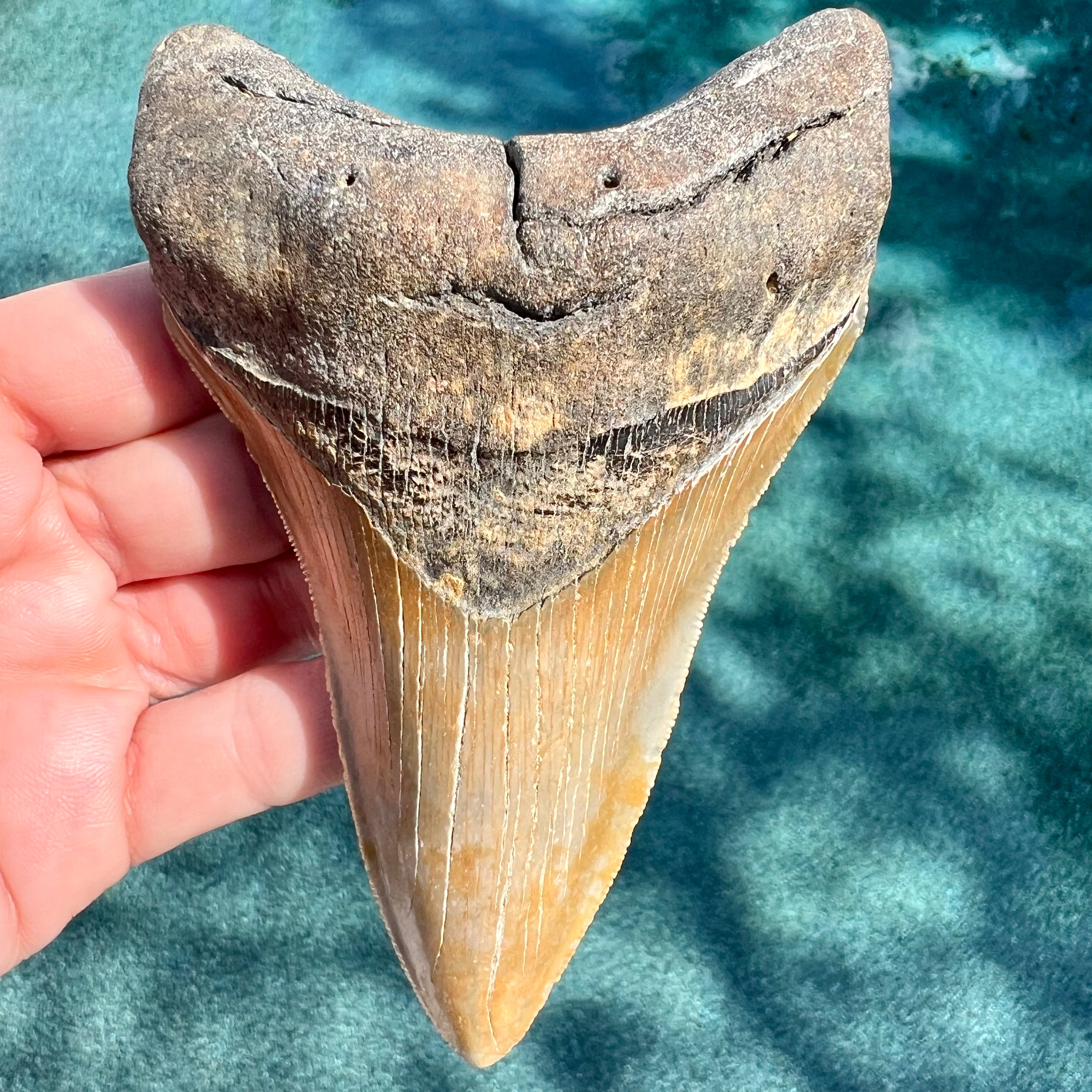 Fossil Megalodon SHARK tooth – Primitive Past