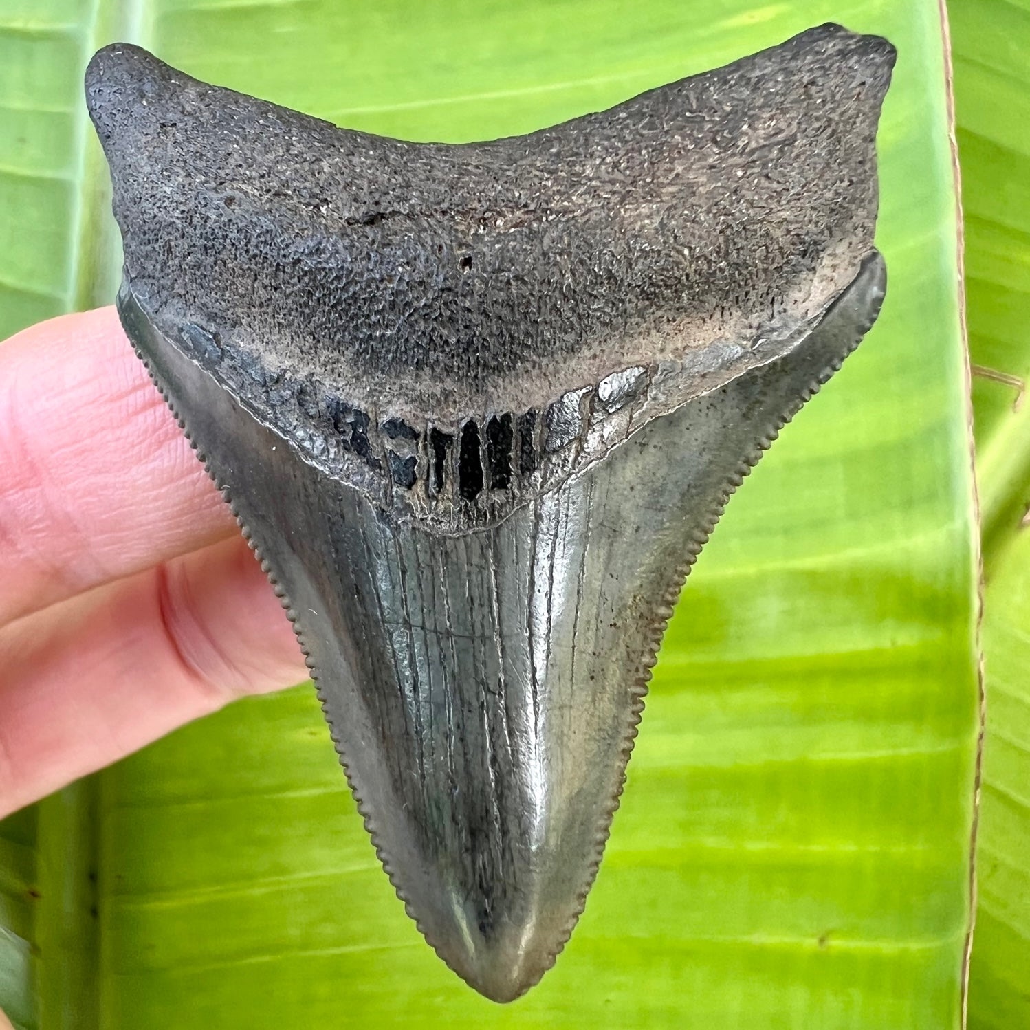 Authentic Florida Fossil Megalodon Shark Tooth – Primitive Past