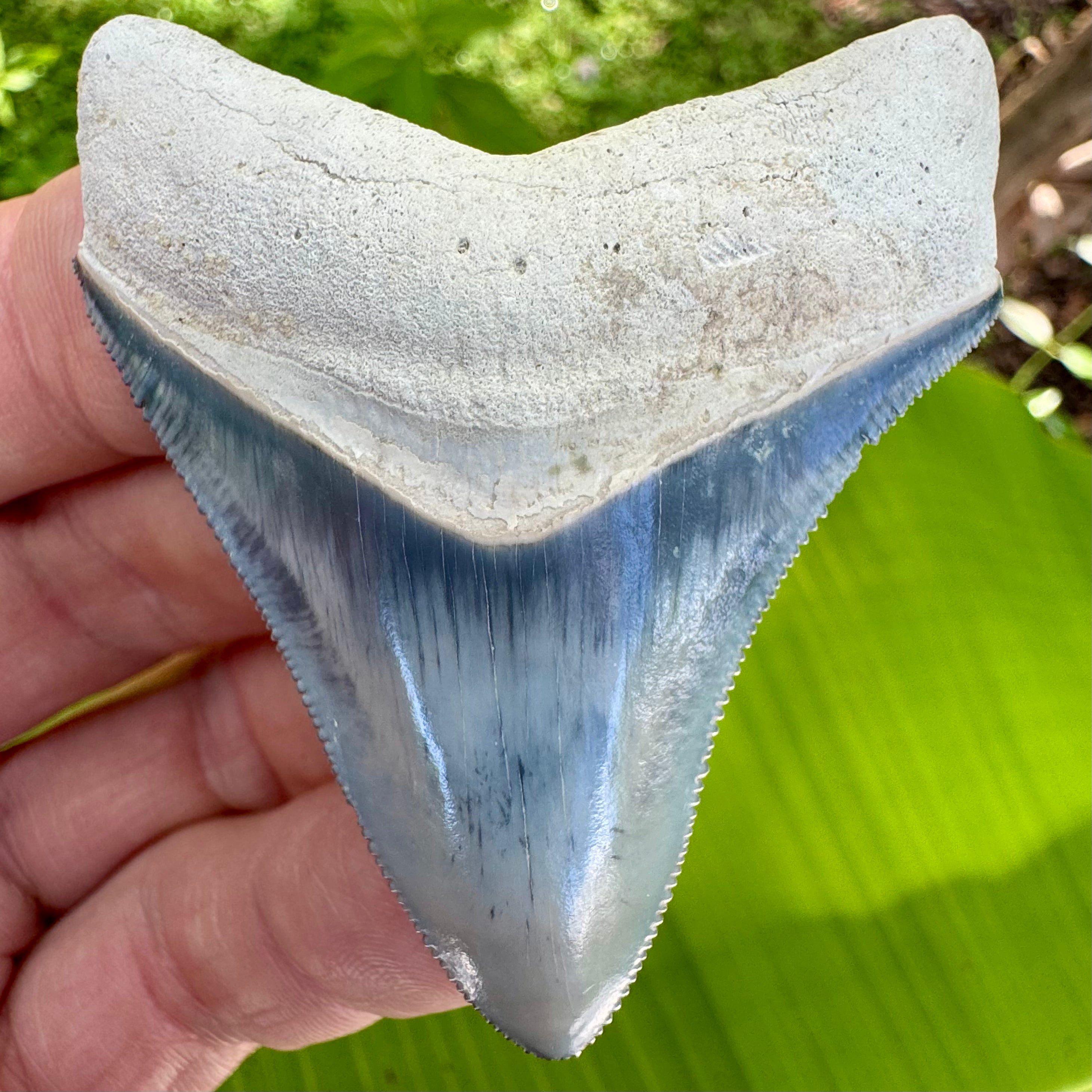 BONE VALLEY Megalodon Shark tooth – Primitive Past