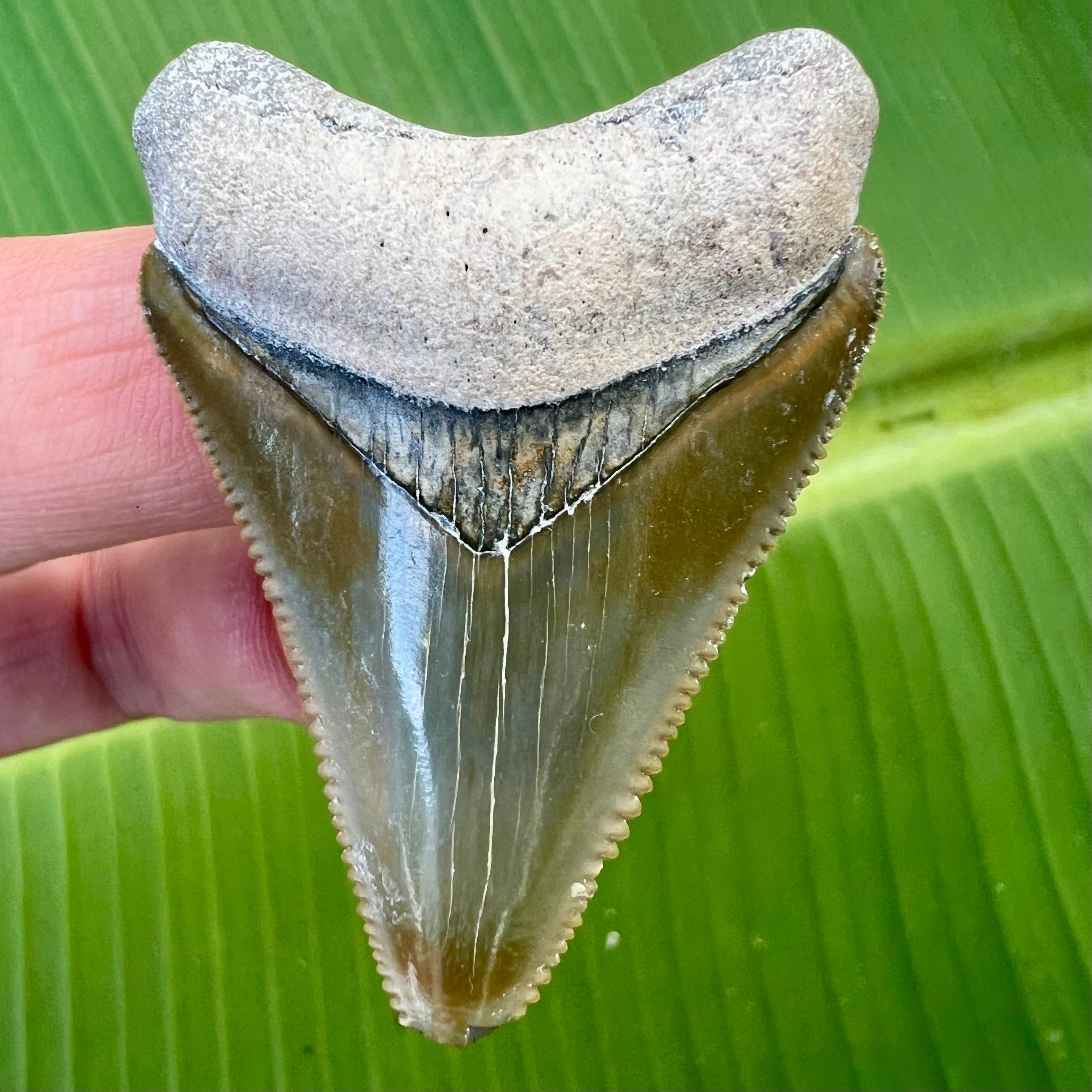 BONE VALLEY Megalodon Shark tooth – Primitive Past