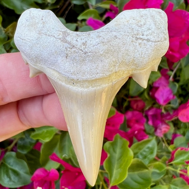 Authentic Fossil Otodus Shark tooth – Primitive Past