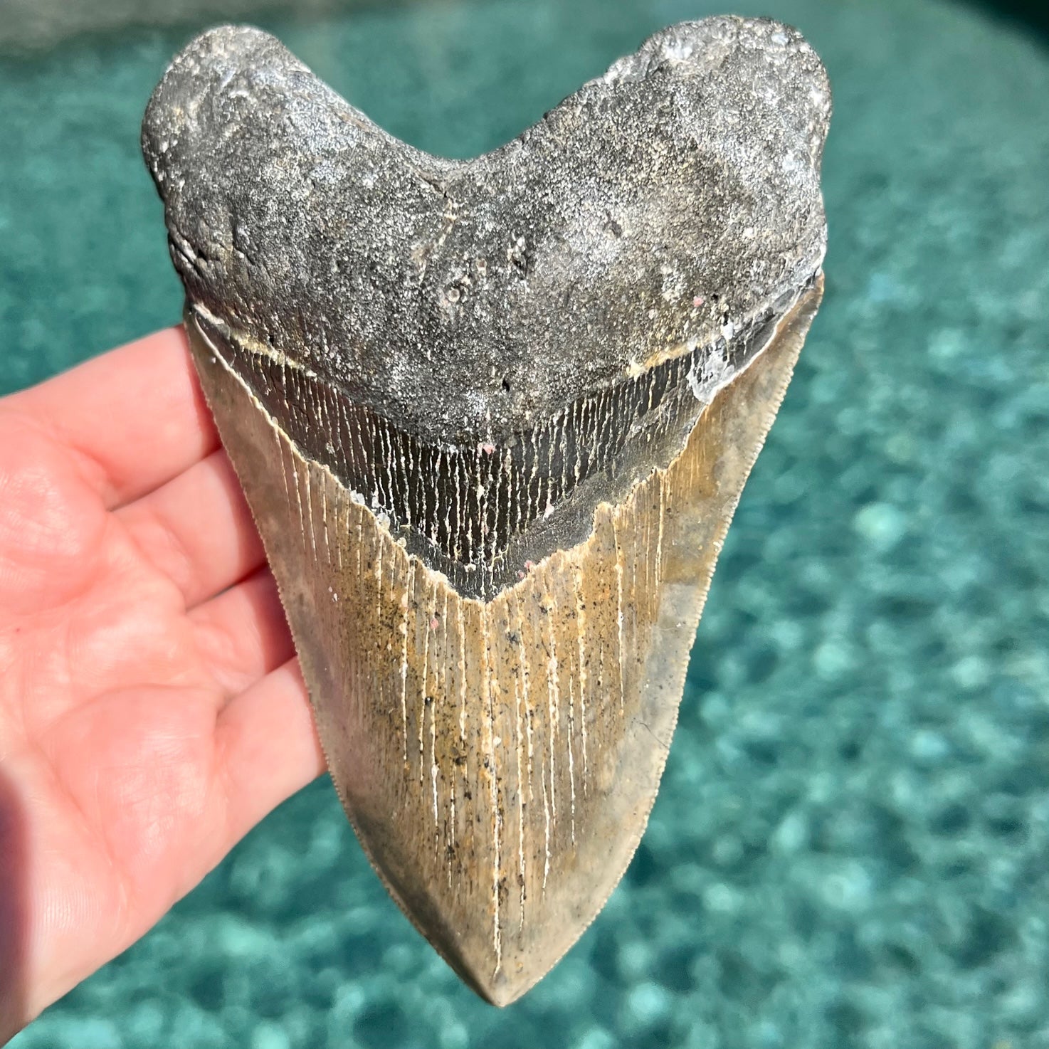 Impressive Authentic Fossil Megalodon Shark Tooth – Primitive Past