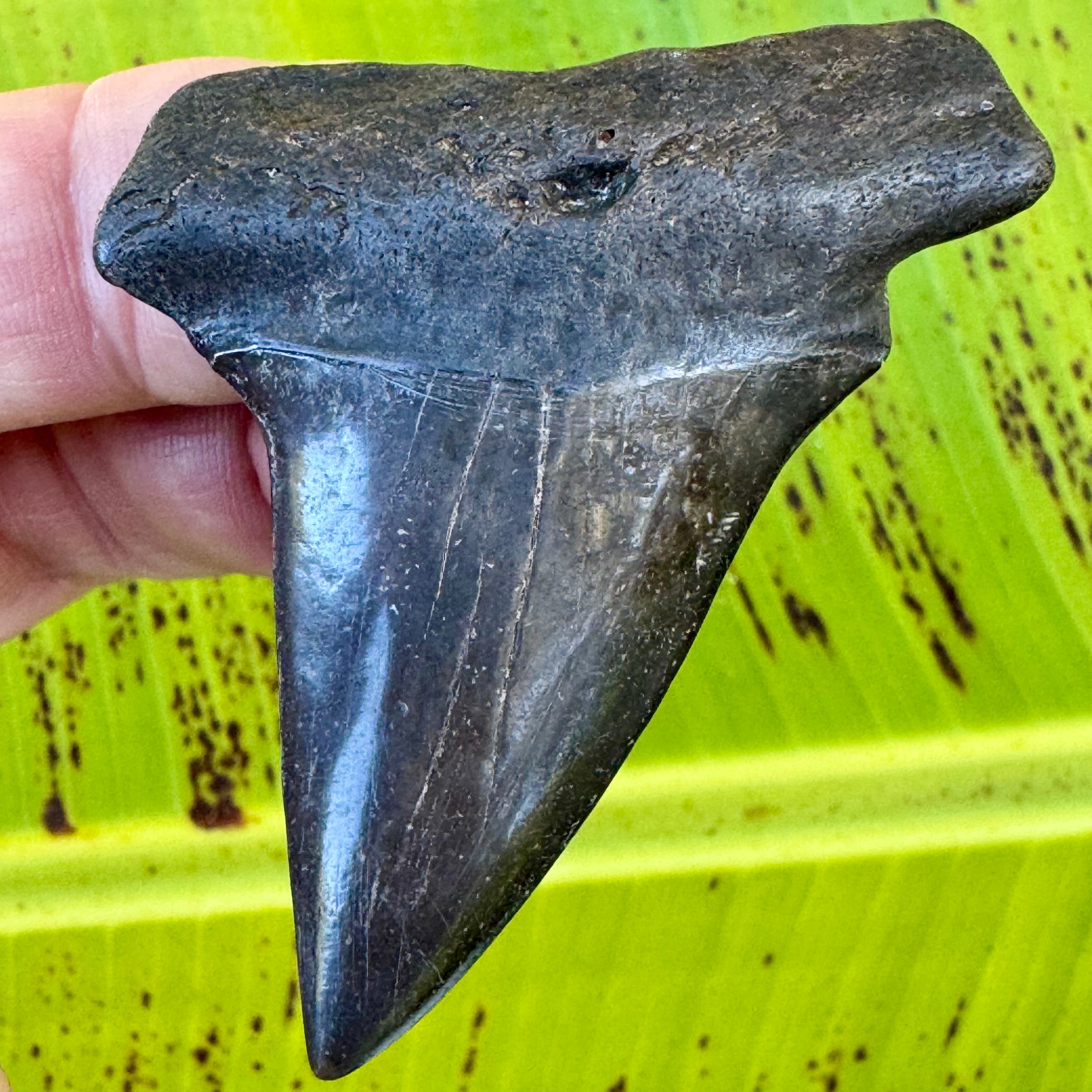 Georgia fossil Hastalis SHARK tooth – Primitive Past