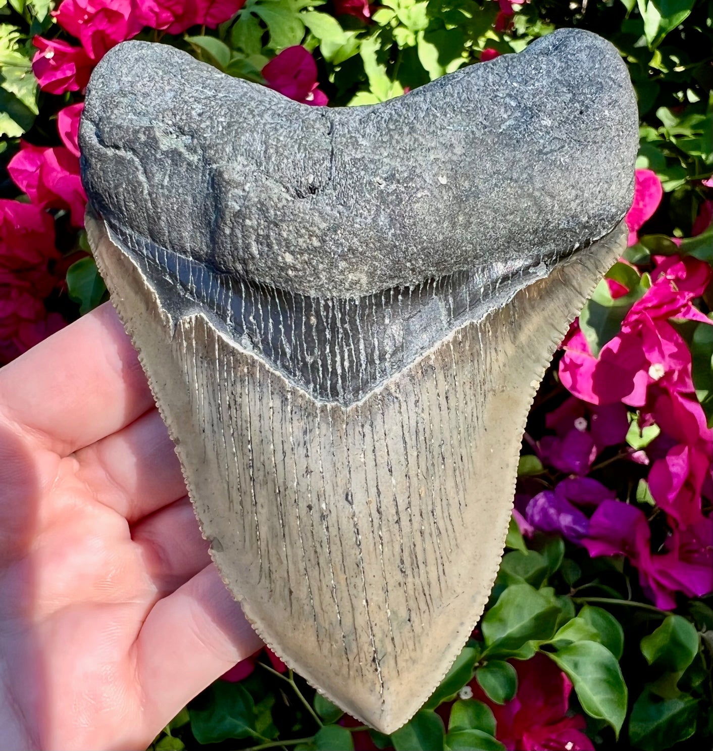 Large Authentic Fossil Megalodon Shark Tooth – Primitive Past