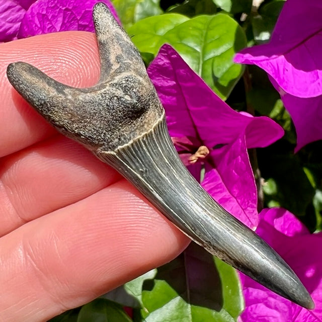 Fossil Goblin Shark Tooth – Primitive Past
