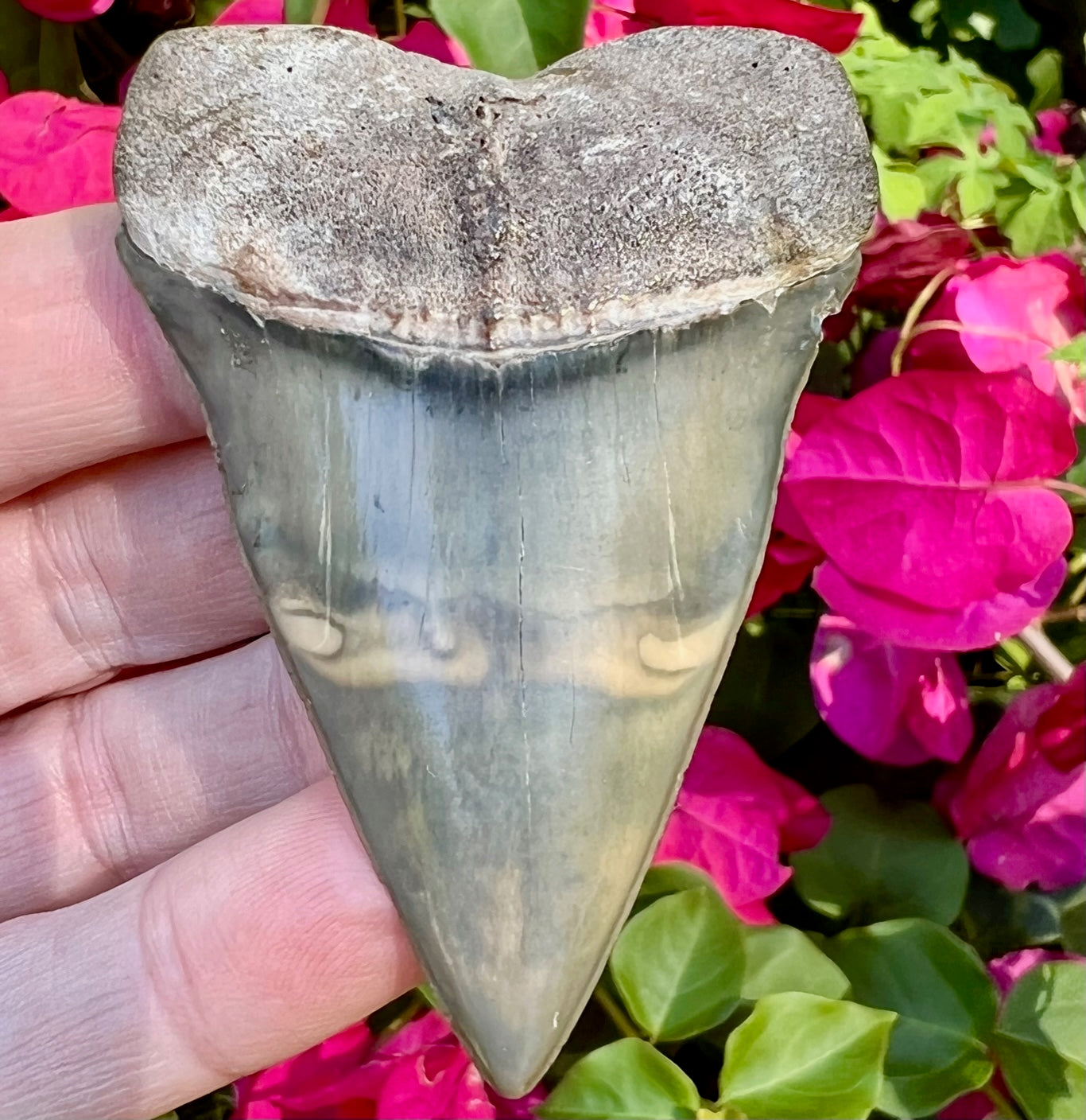 Florida Fossil Hastalis Shark tooth – Primitive Past