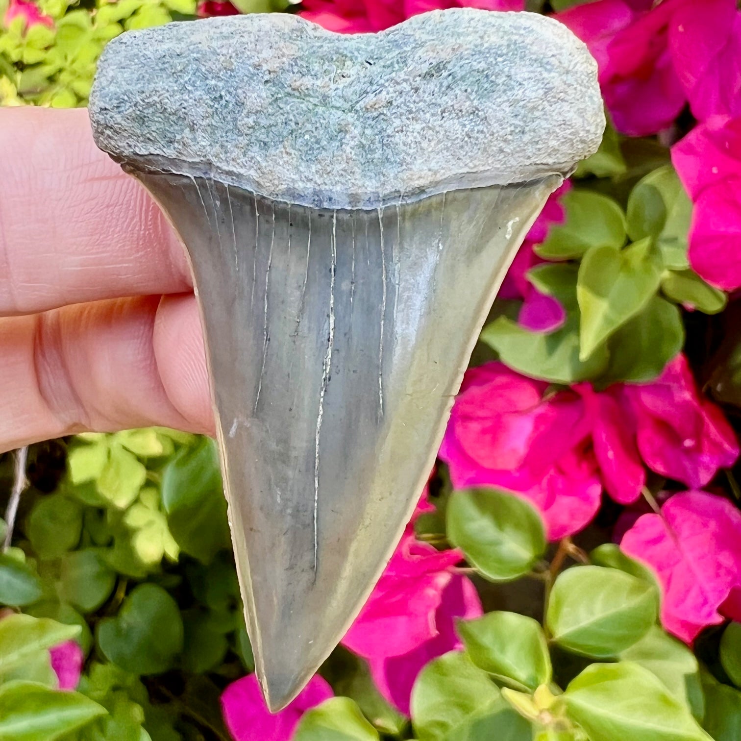 Florida fossil Hastalis Shark tooth – Primitive Past