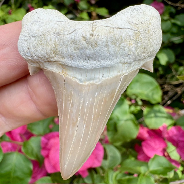 All natural Otodus Fossil Shark tooth – Primitive Past
