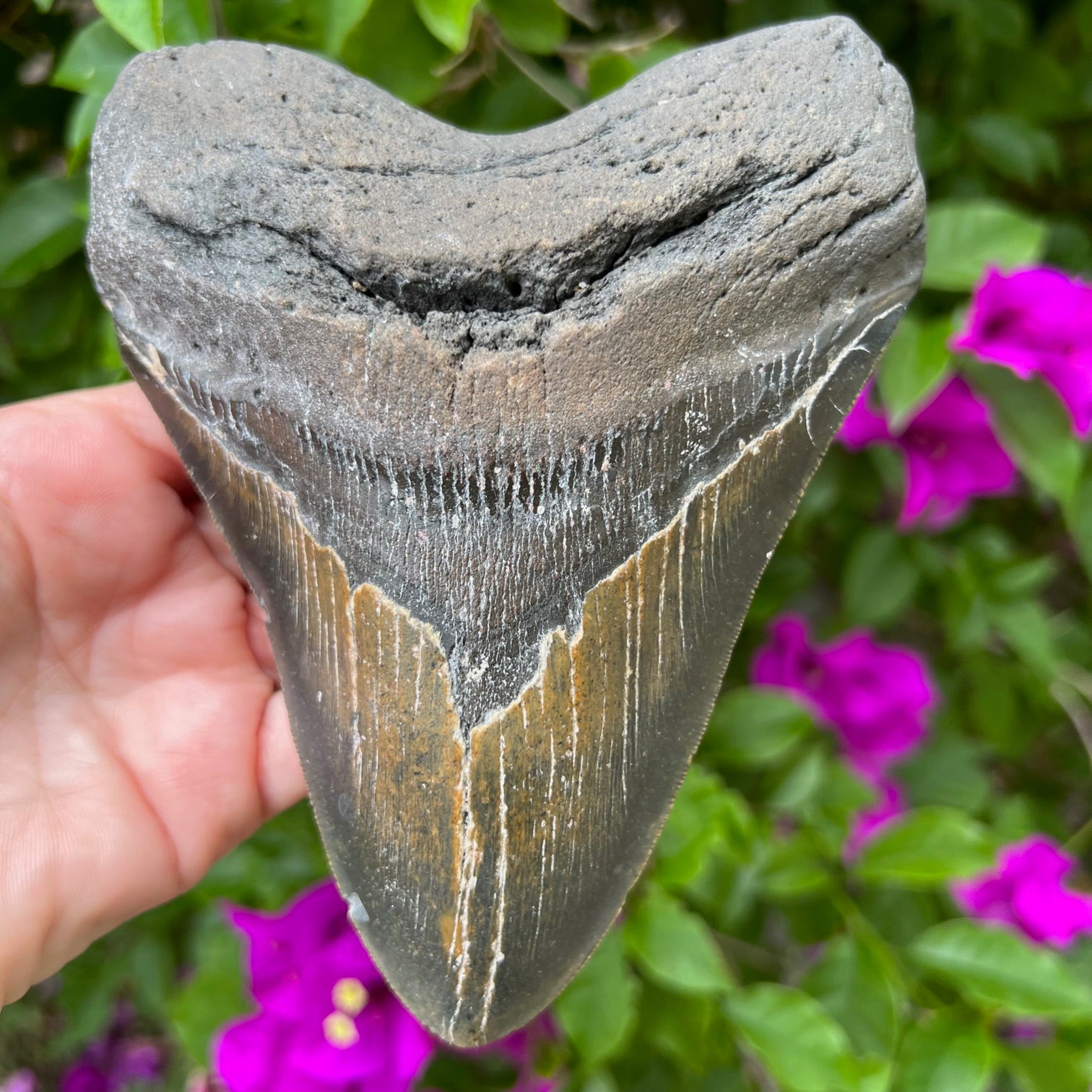 Ancient Fossil Megalodon Shark tooth – Primitive Past