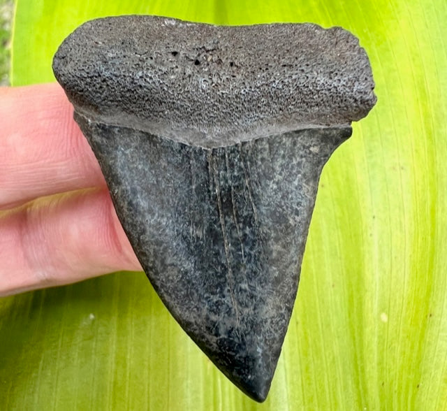 Florida Fossil Hastalis Shark Tooth – Primitive Past