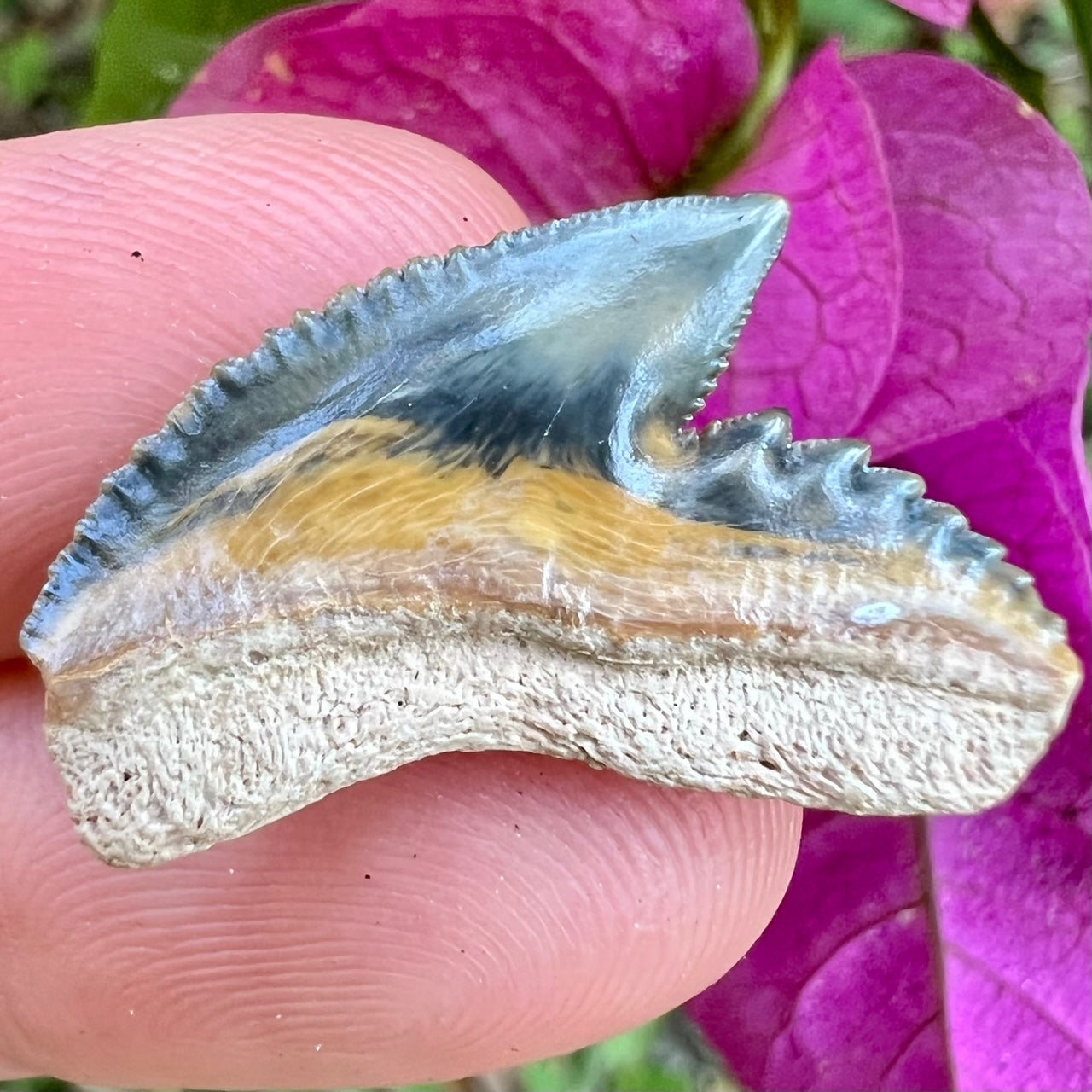 Bone Valley Florida Fossil Tiger Shark Tooth – Primitive Past