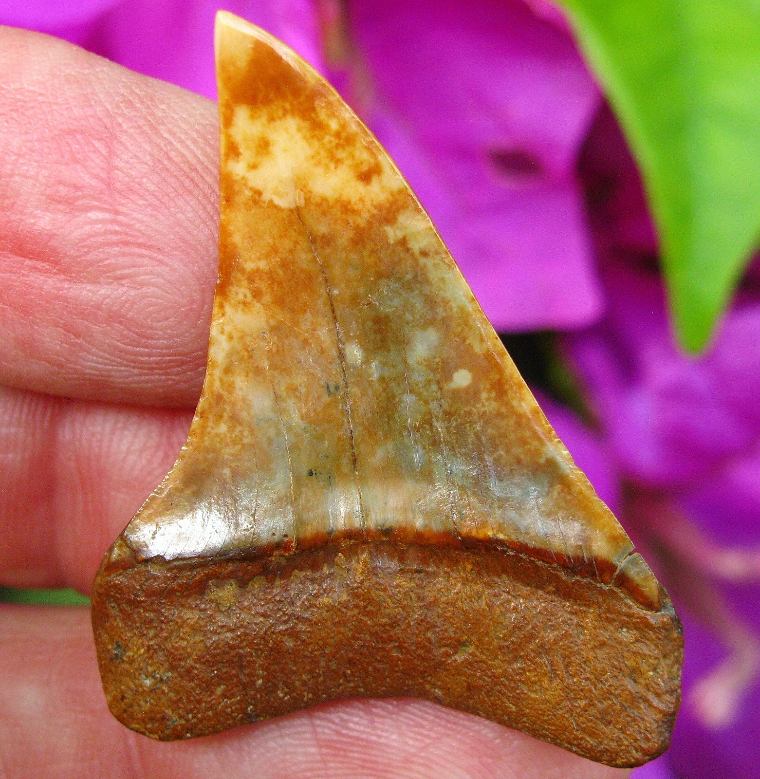 Outstanding C. Hastalis Shark Tooth Fossil – Primitive Past
