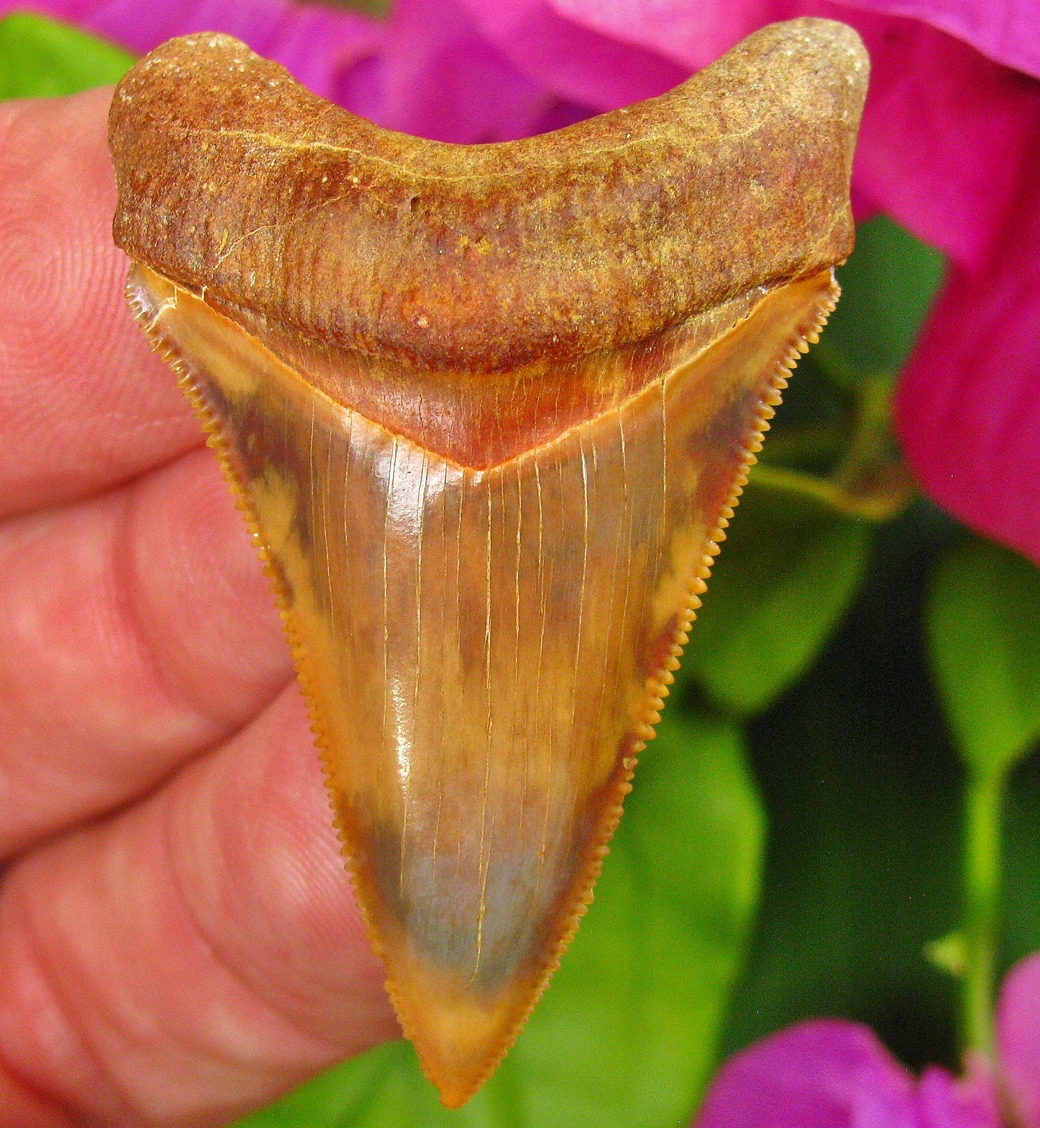 Authentic Fossil Chubutensis Shark Tooth – Primitive Past