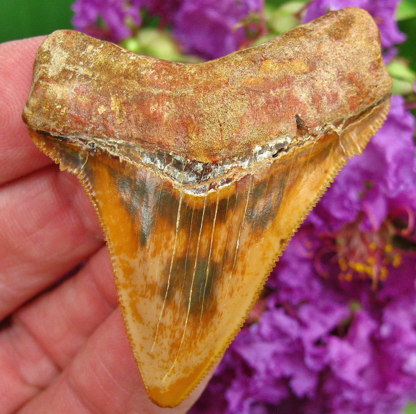Fossil Chubutensis Shark Tooth – Primitive Past