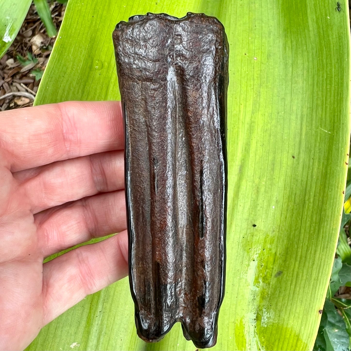 Ancient Florida Mammal Fossil Horse tooth – Primitive Past