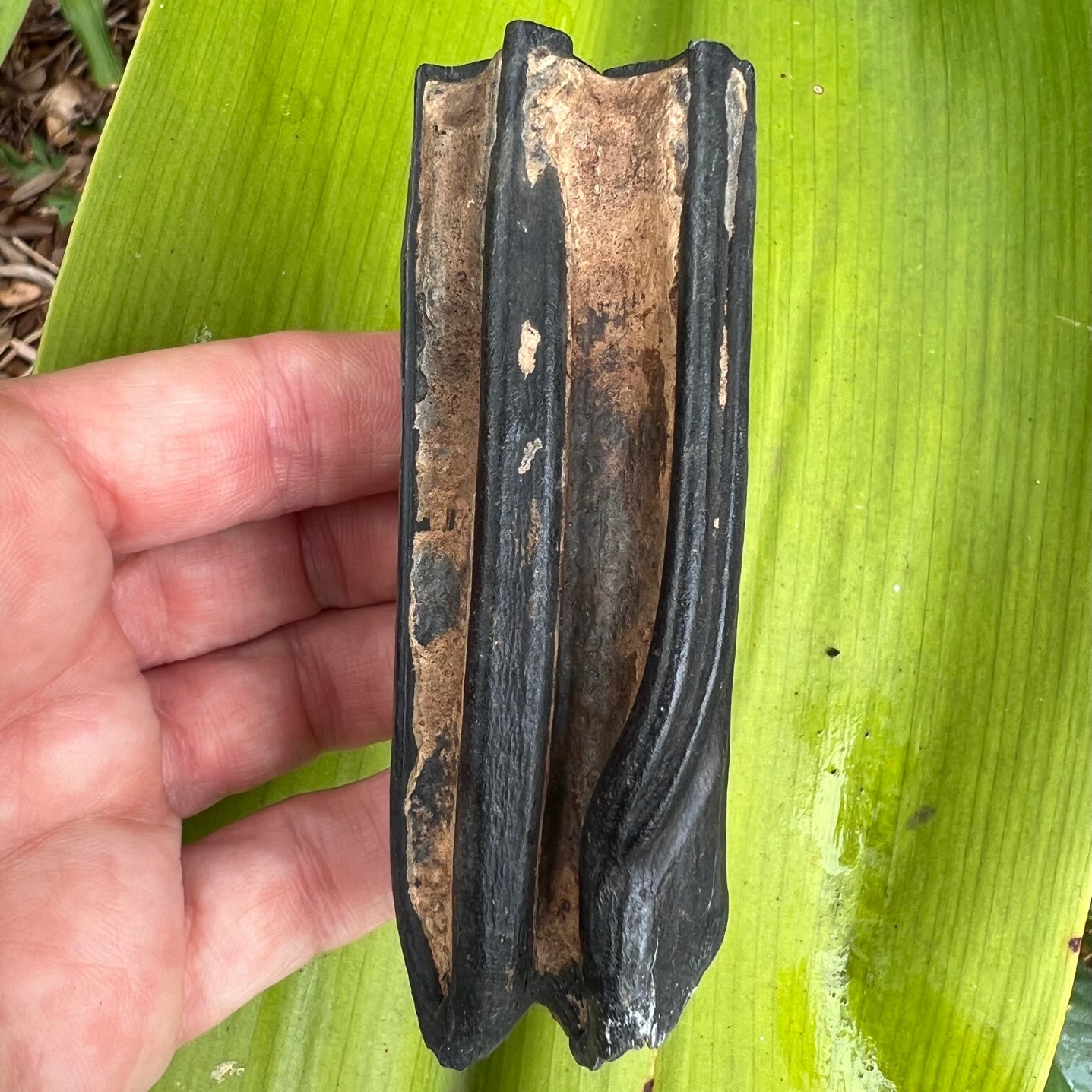 Florida Fossil Horse tooth Mammal – Primitive Past