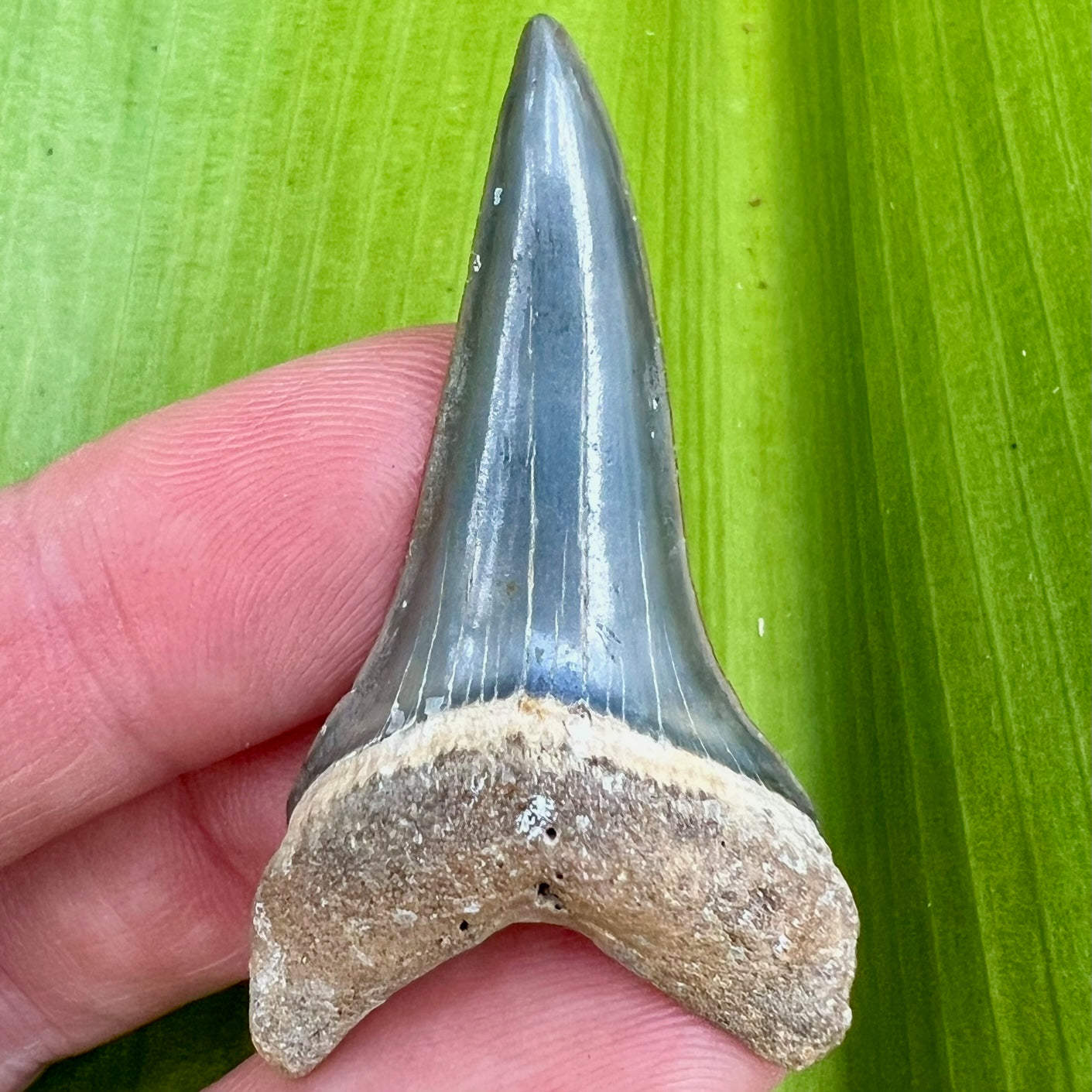 Florida Fossil Hastalis Shark Tooth – Primitive Past