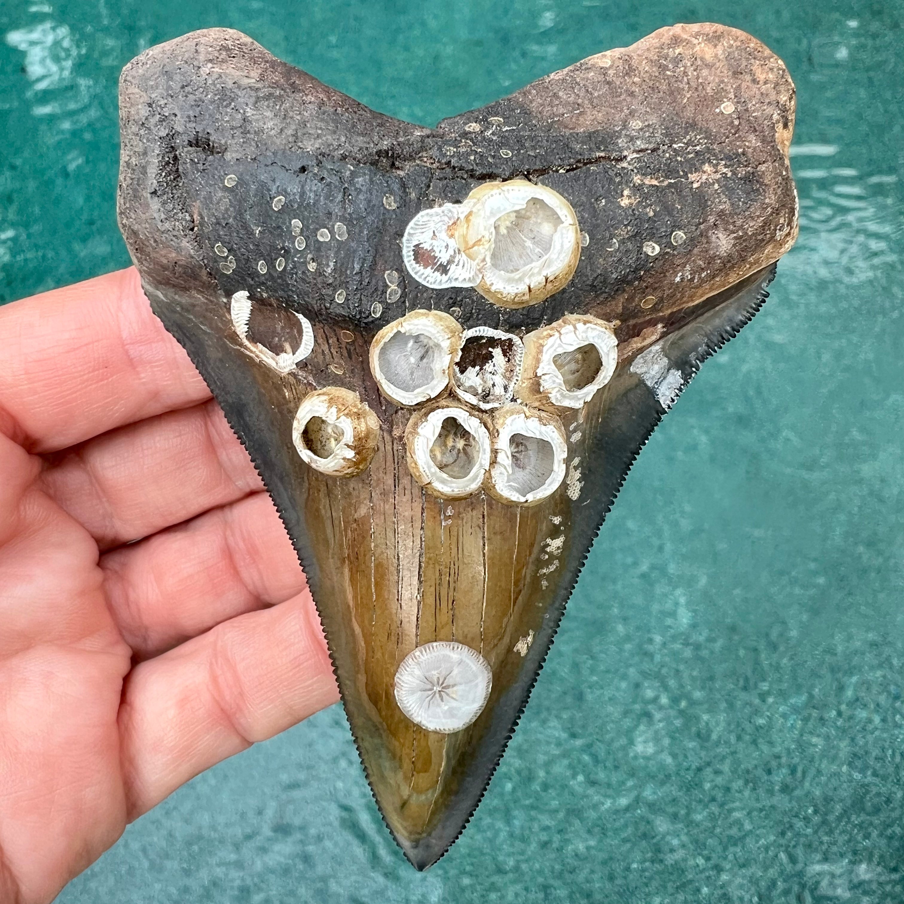 Fossil Chubutensis Shark tooth – Primitive Past
