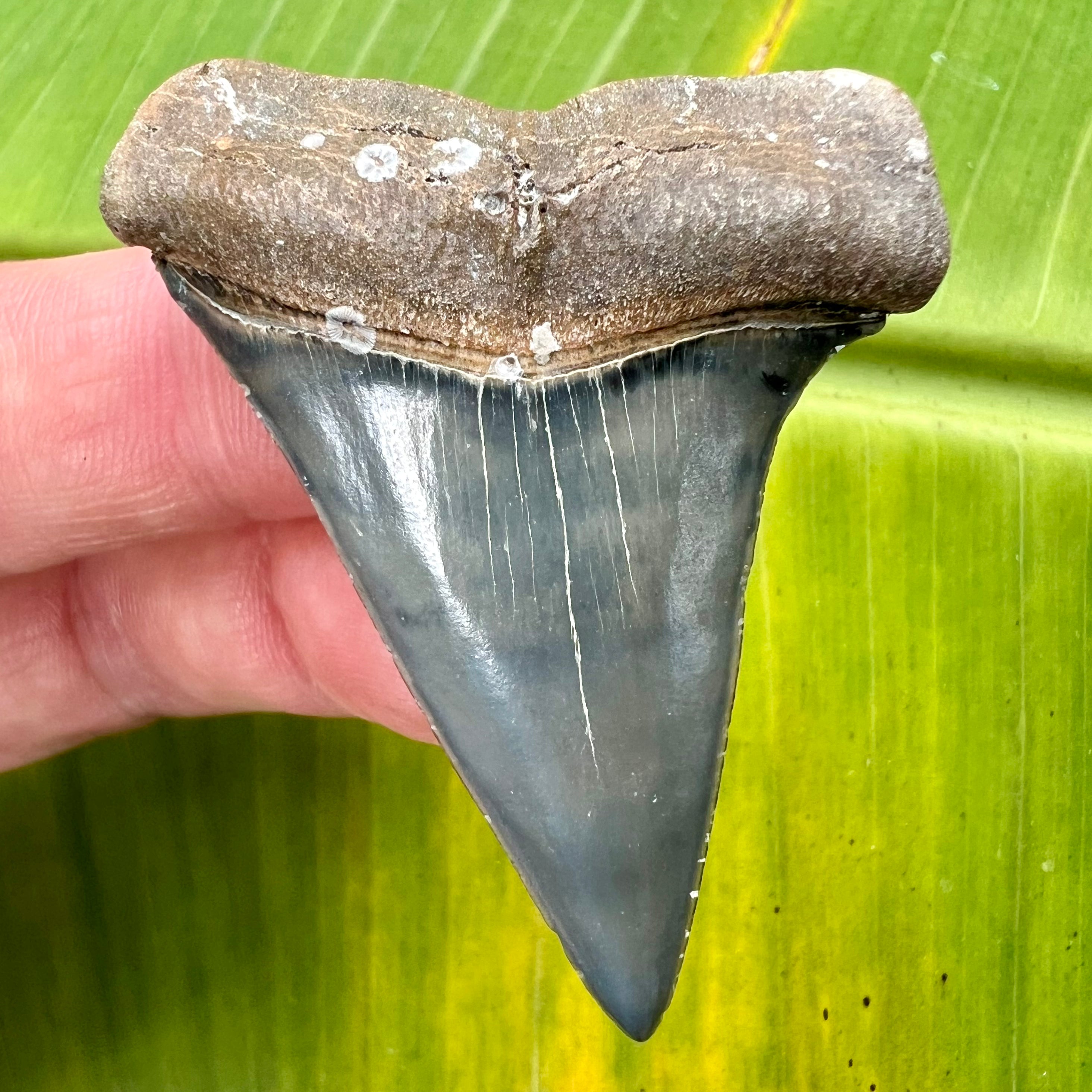 Venice Florida Fossil Hastalis shark tooth – Primitive Past