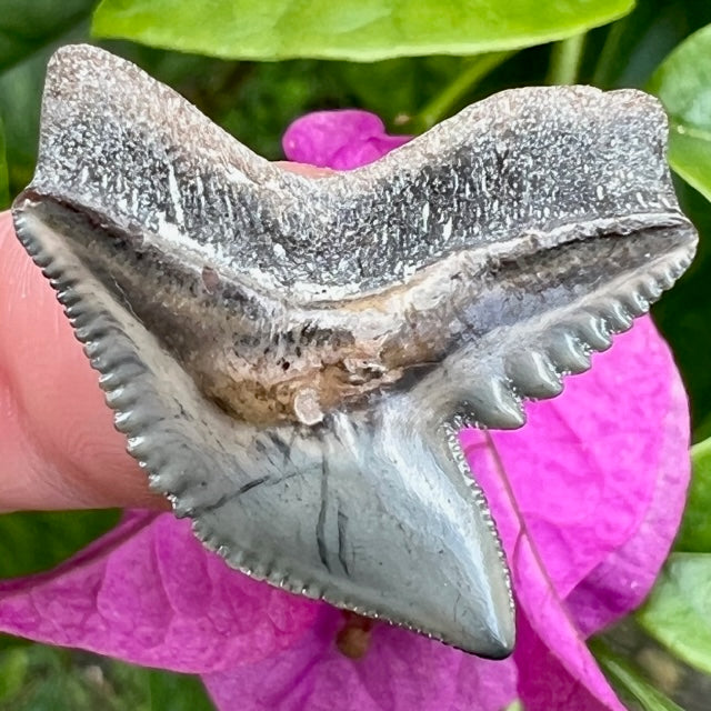 Venice Florida Fossil Tiger Shark Tooth – Primitive Past