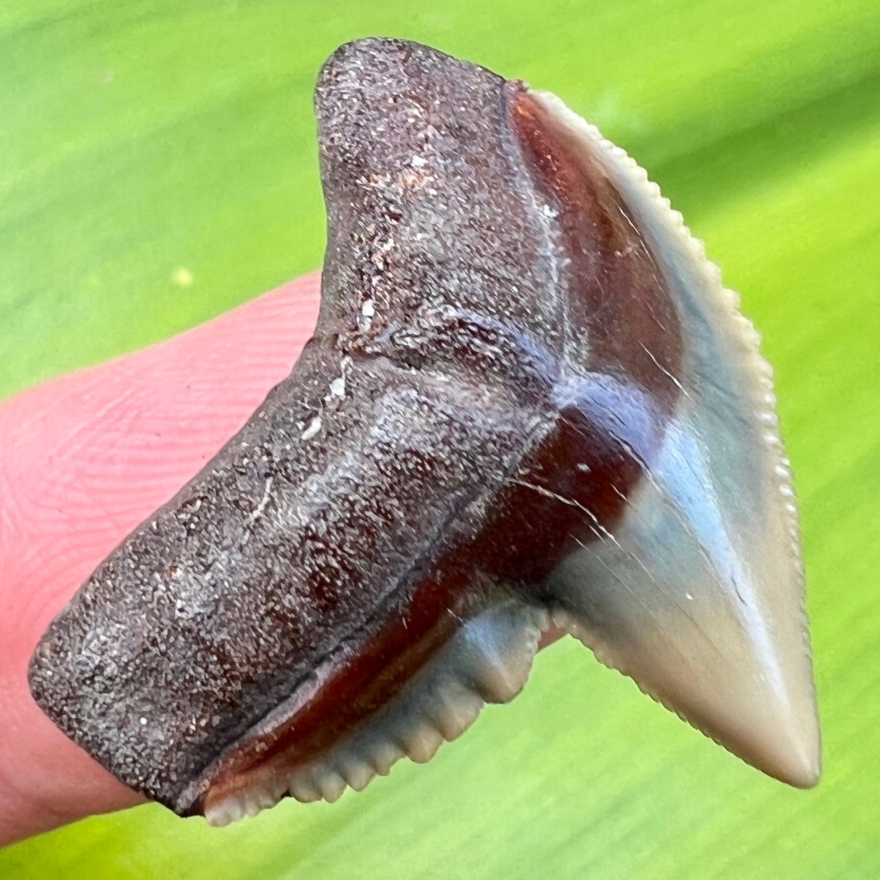 Florida Fossil Tiger Shark Tooth – Primitive Past