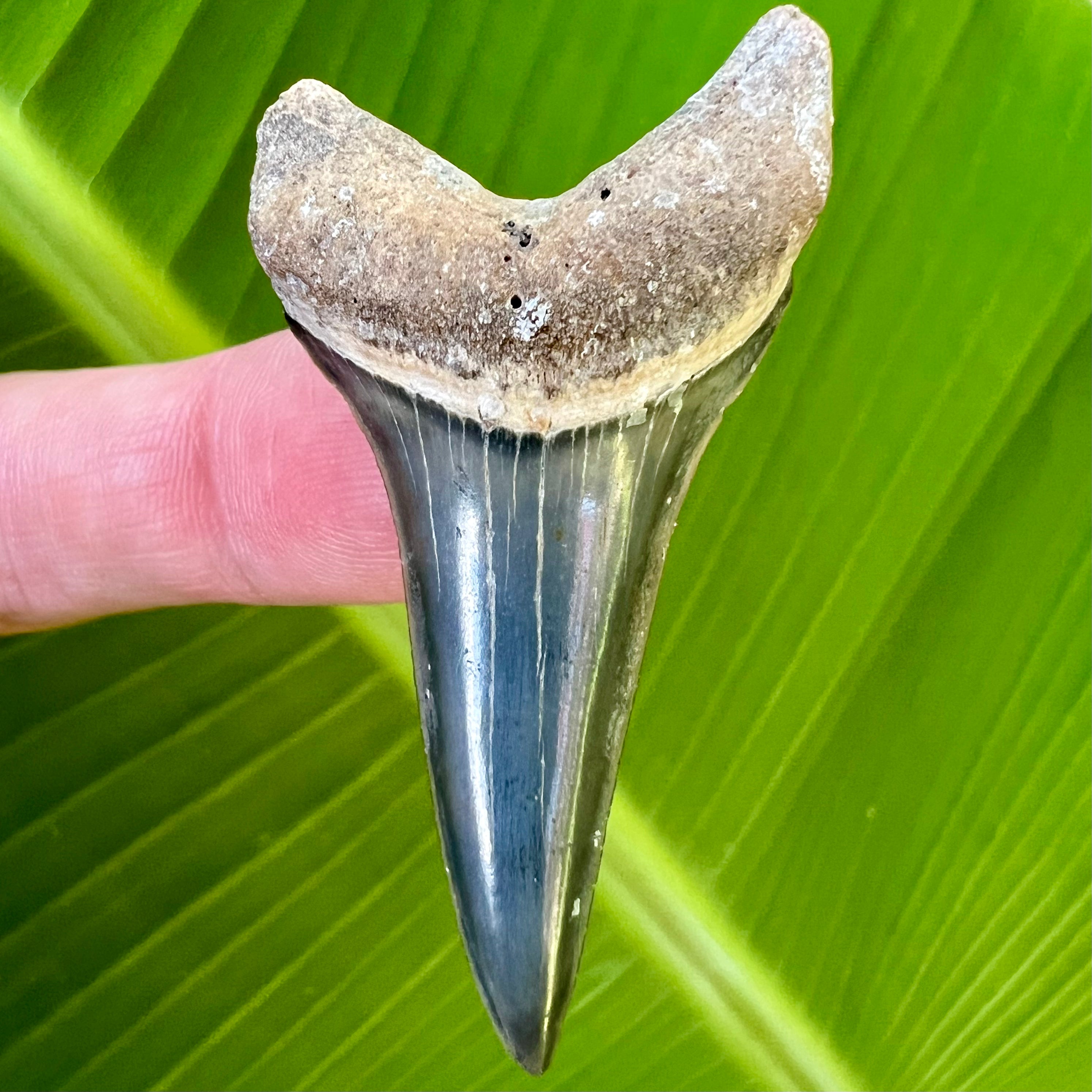 Florida Fossil Hastalis Shark Tooth – Primitive Past