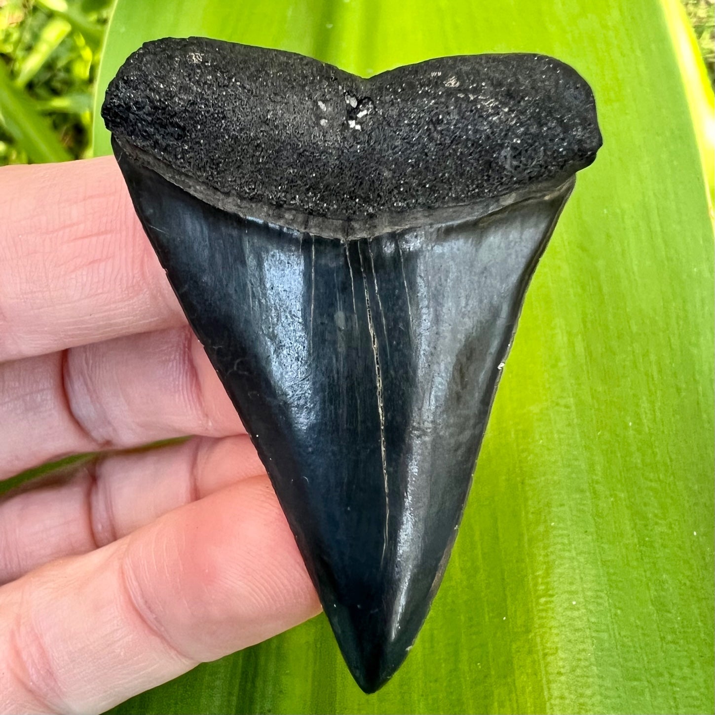 Florida River fossil Hastalis Shark Tooth – Primitive Past