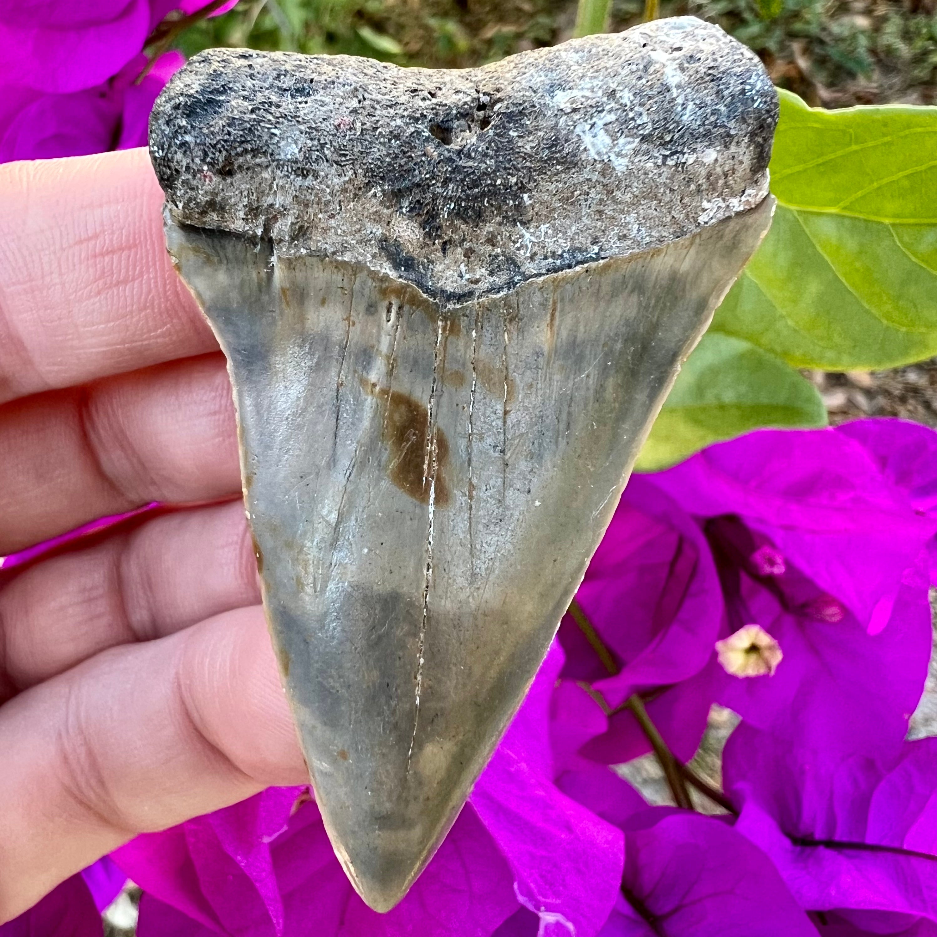 Authentic Fossil Hastalis SHARK tooth – Primitive Past