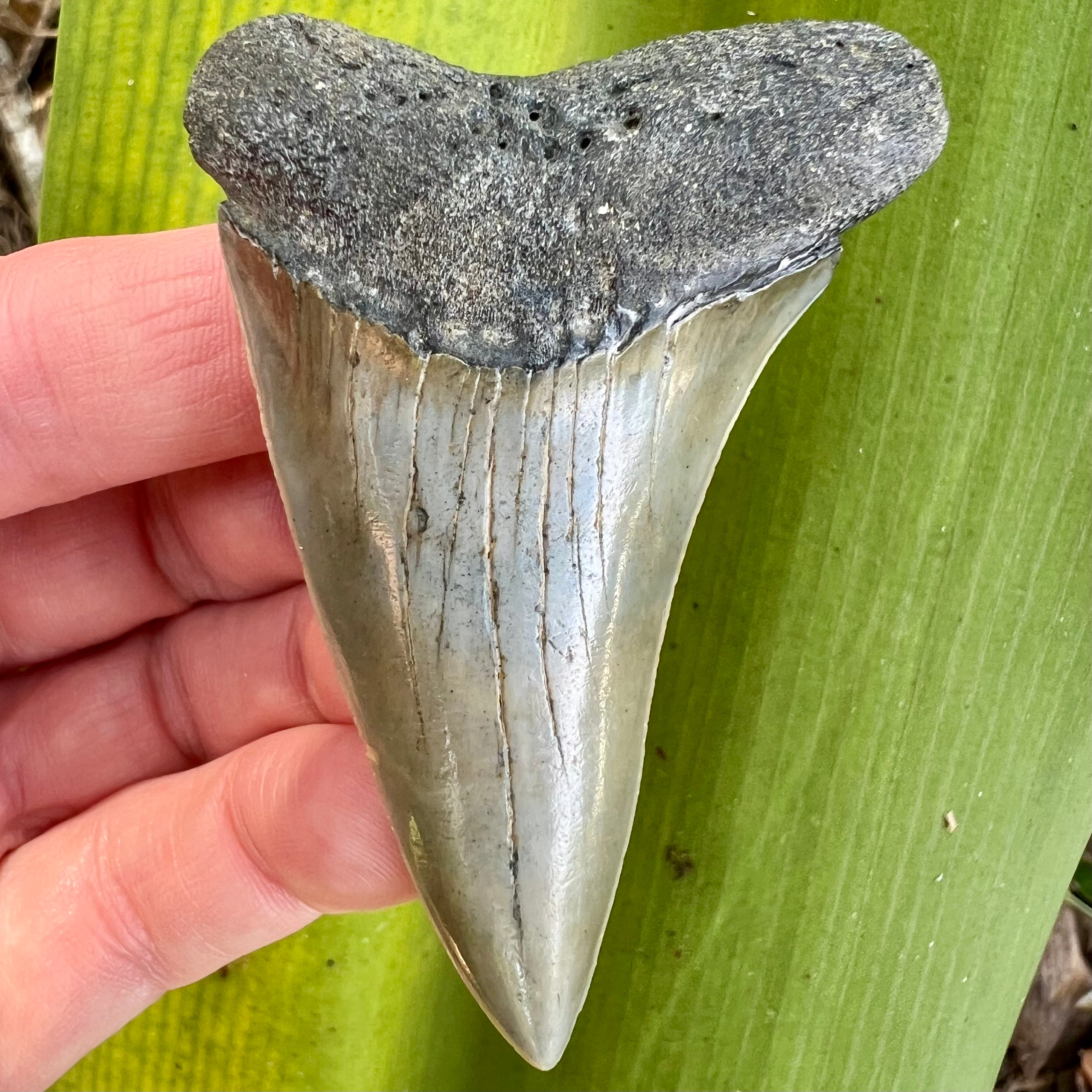 NC Fossil Hastalis SHARK tooth – Primitive Past