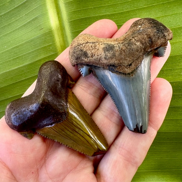 Florida fossil Auriculatus Shark Teeth – Primitive Past