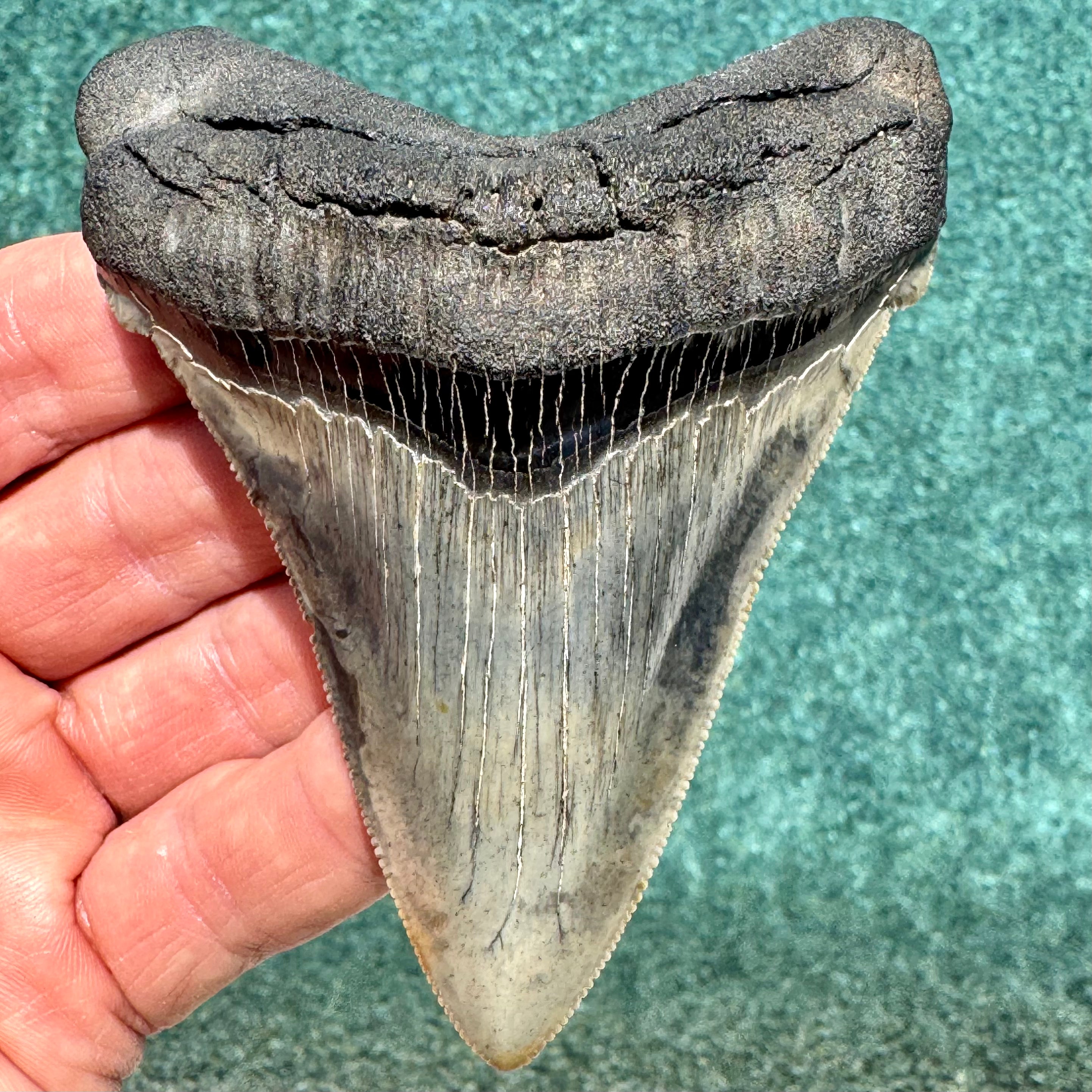 4.05" Angustiden tooth – Primitive Past
