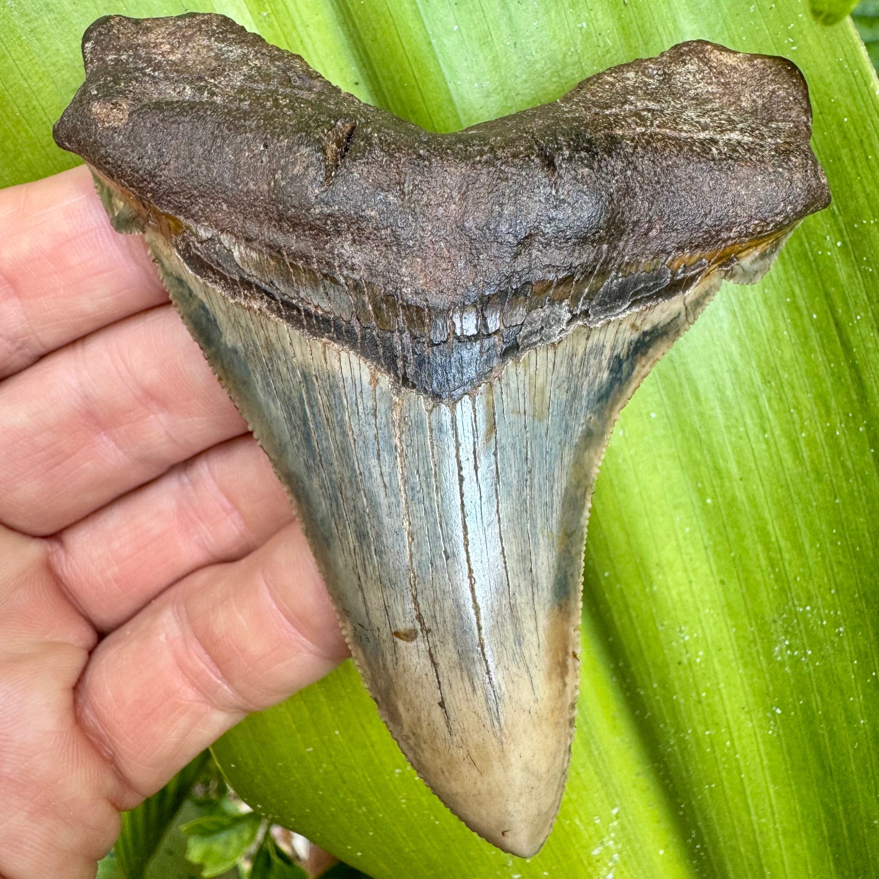 Fossil Angustiden SHARK tooth from South Carolina – Primitive Past